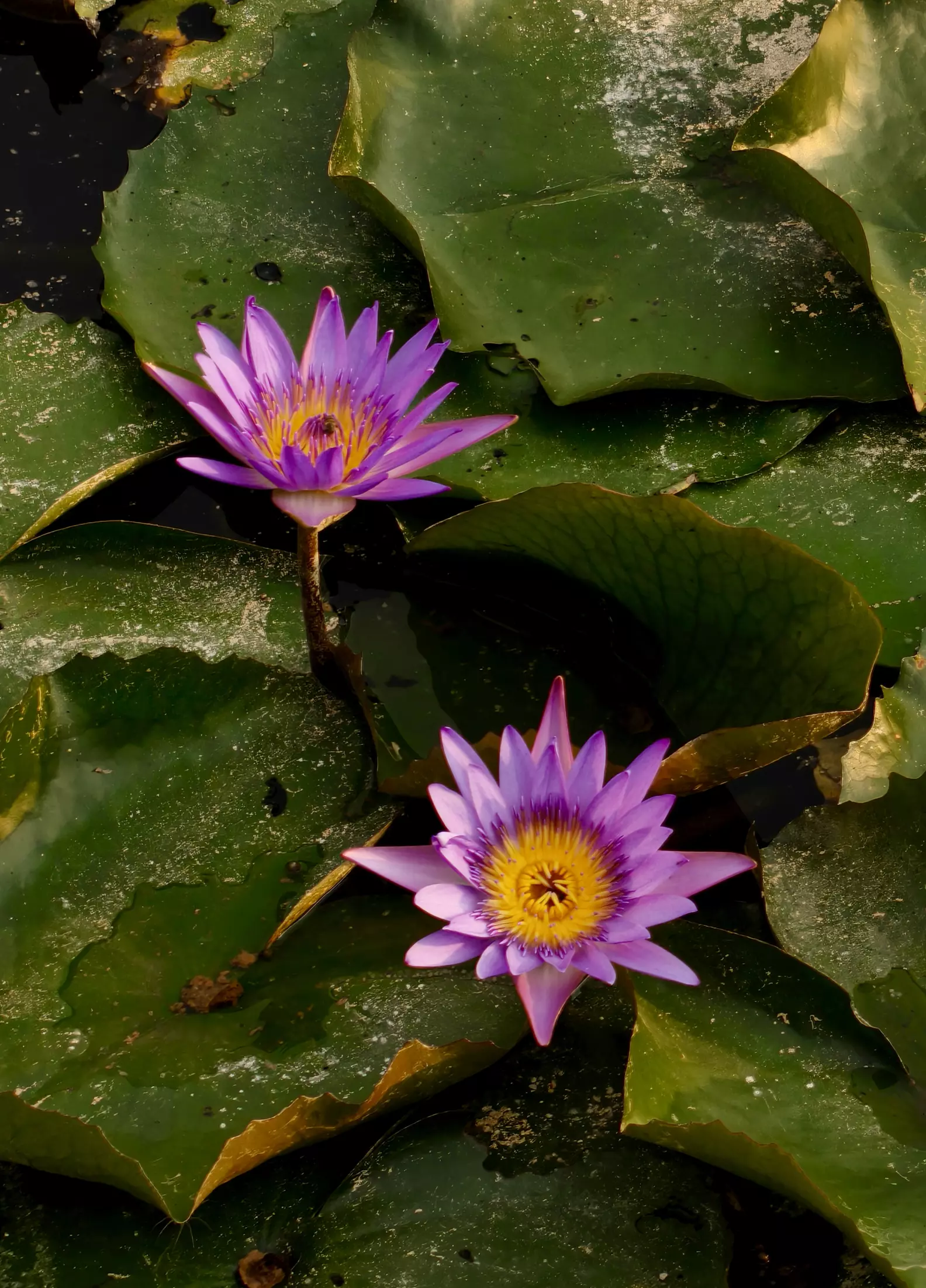 Let it bloom