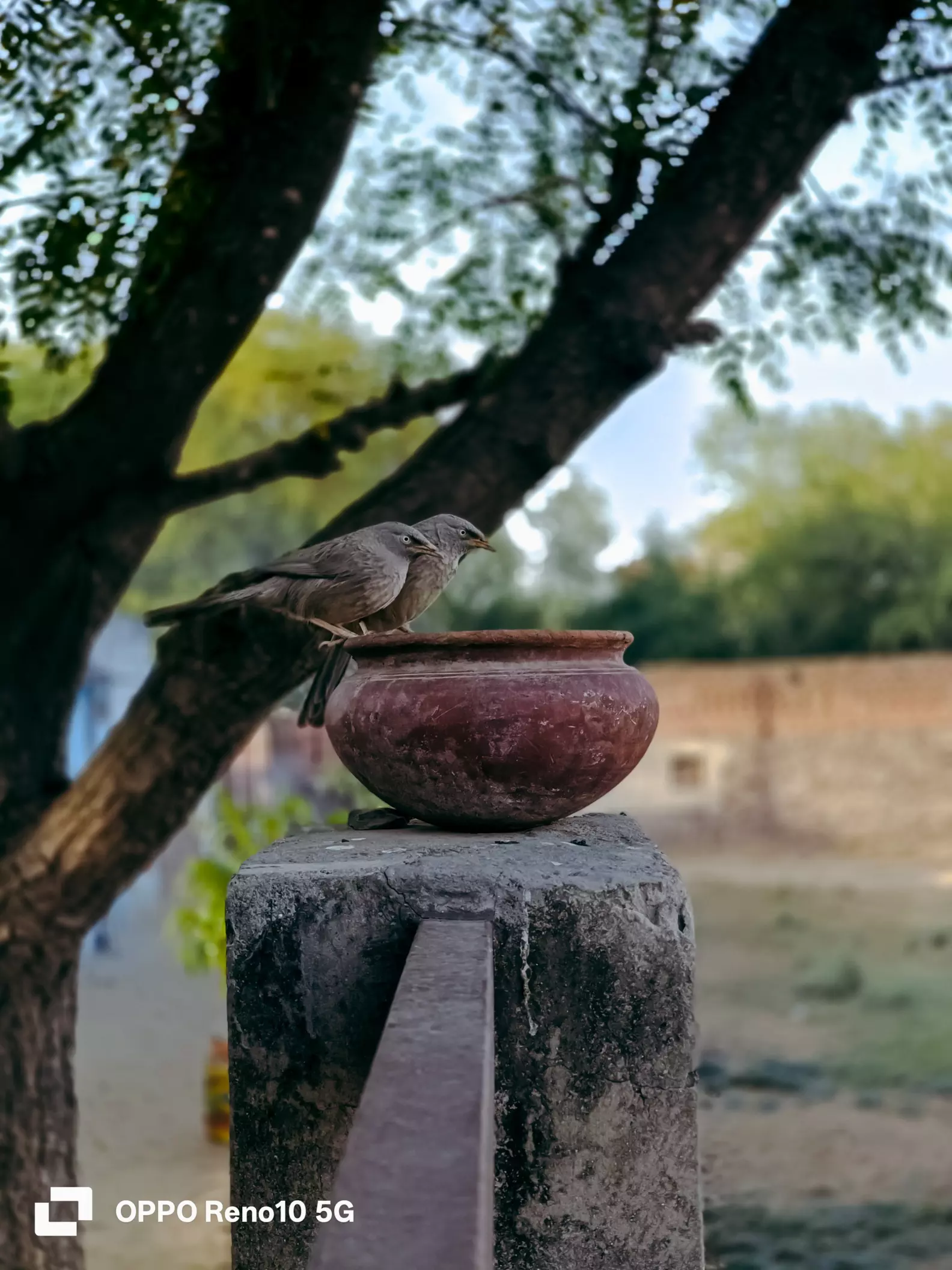 Bird portrait Shot on oppo Reno 10 5g @#ShotonOPPO
