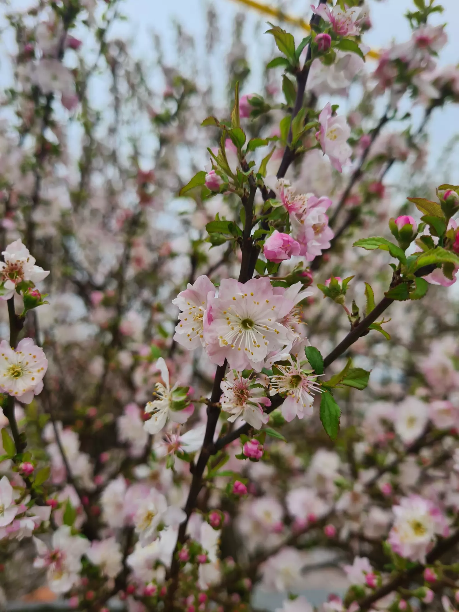 Unlike peach blossoms in Japan, Korea, or China that bloom i