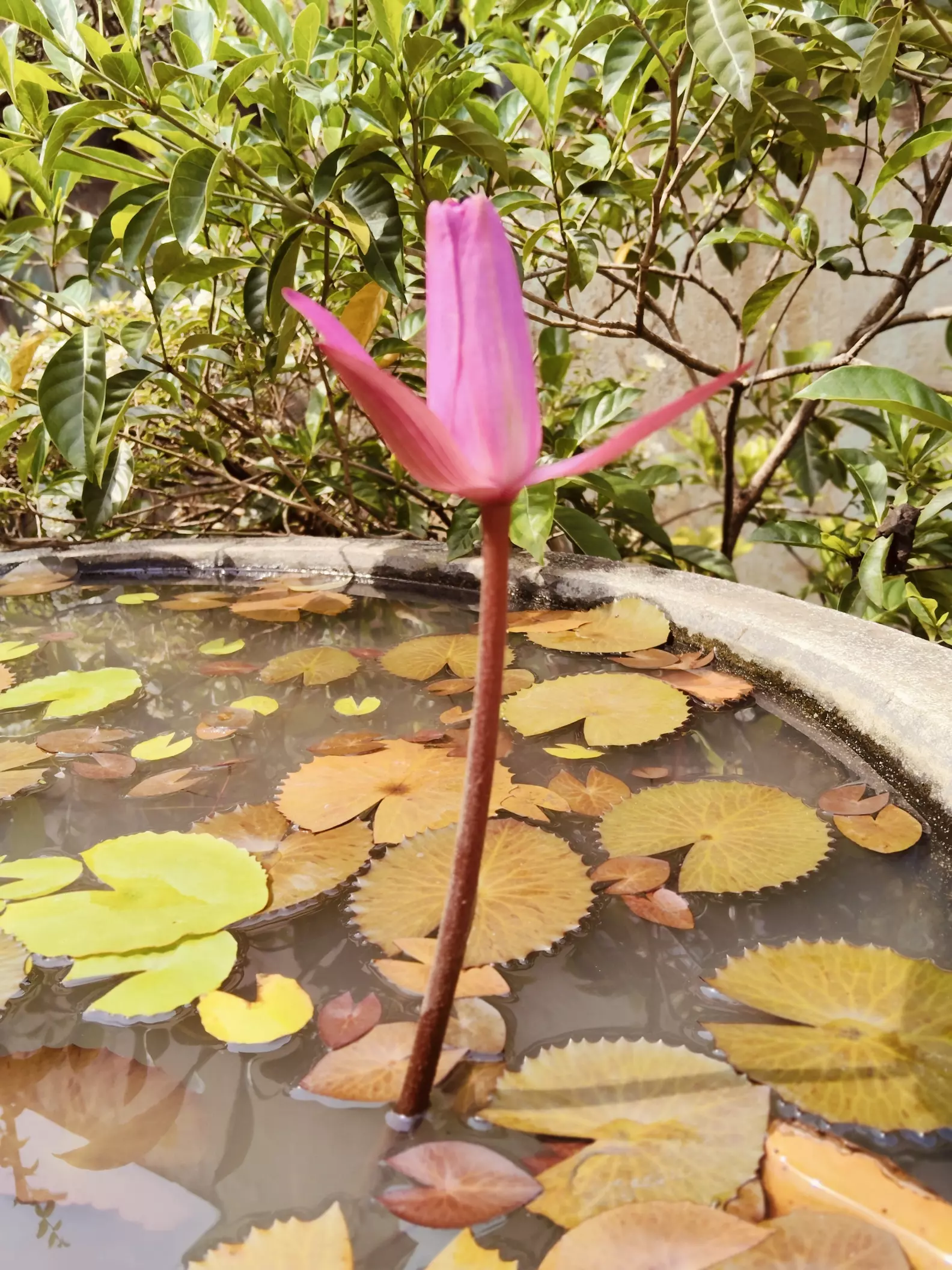 New Bloom on Easter day...😀😀Renewal time ...