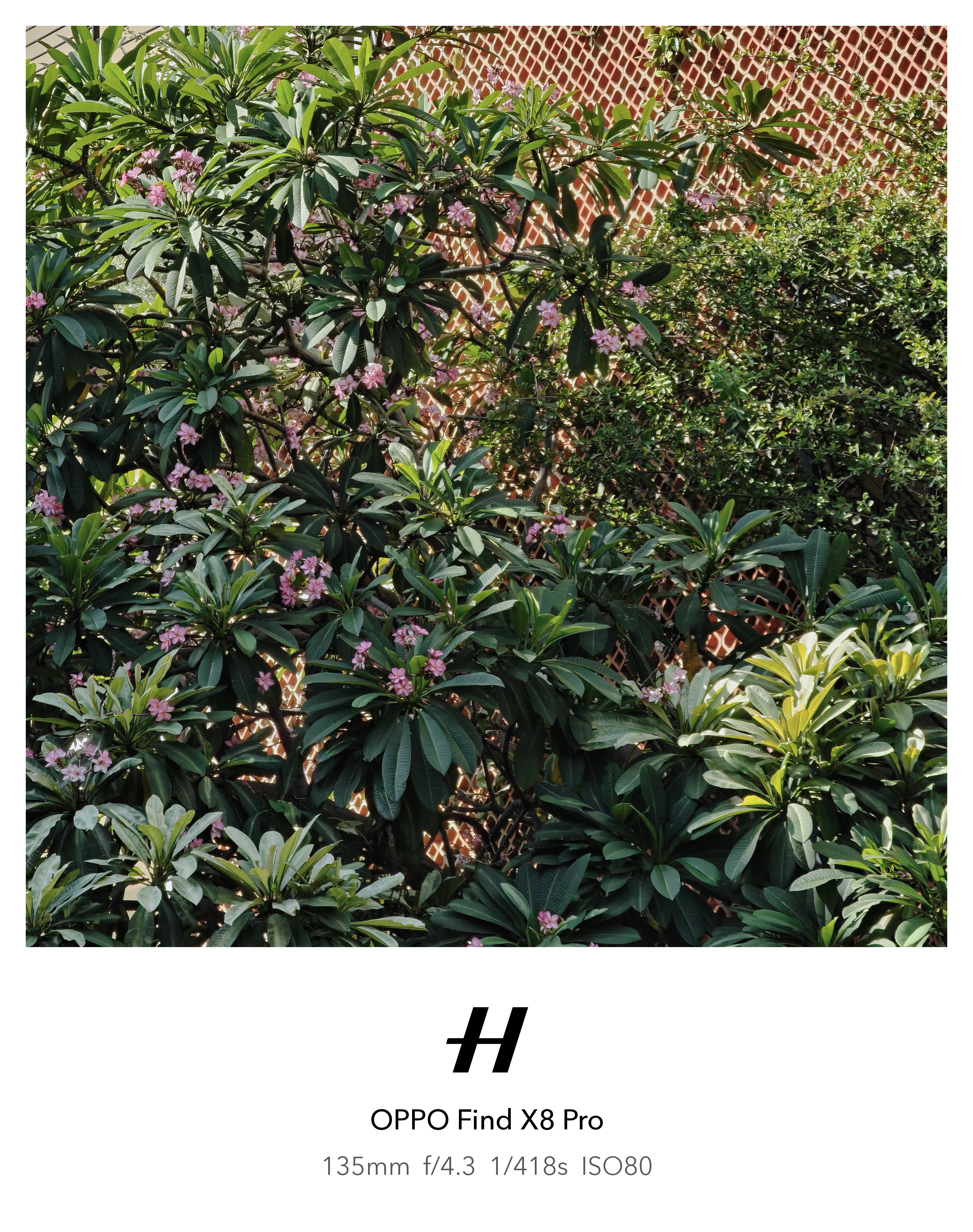 📷 Some random photos taken by OPPO Find X8 Pro.