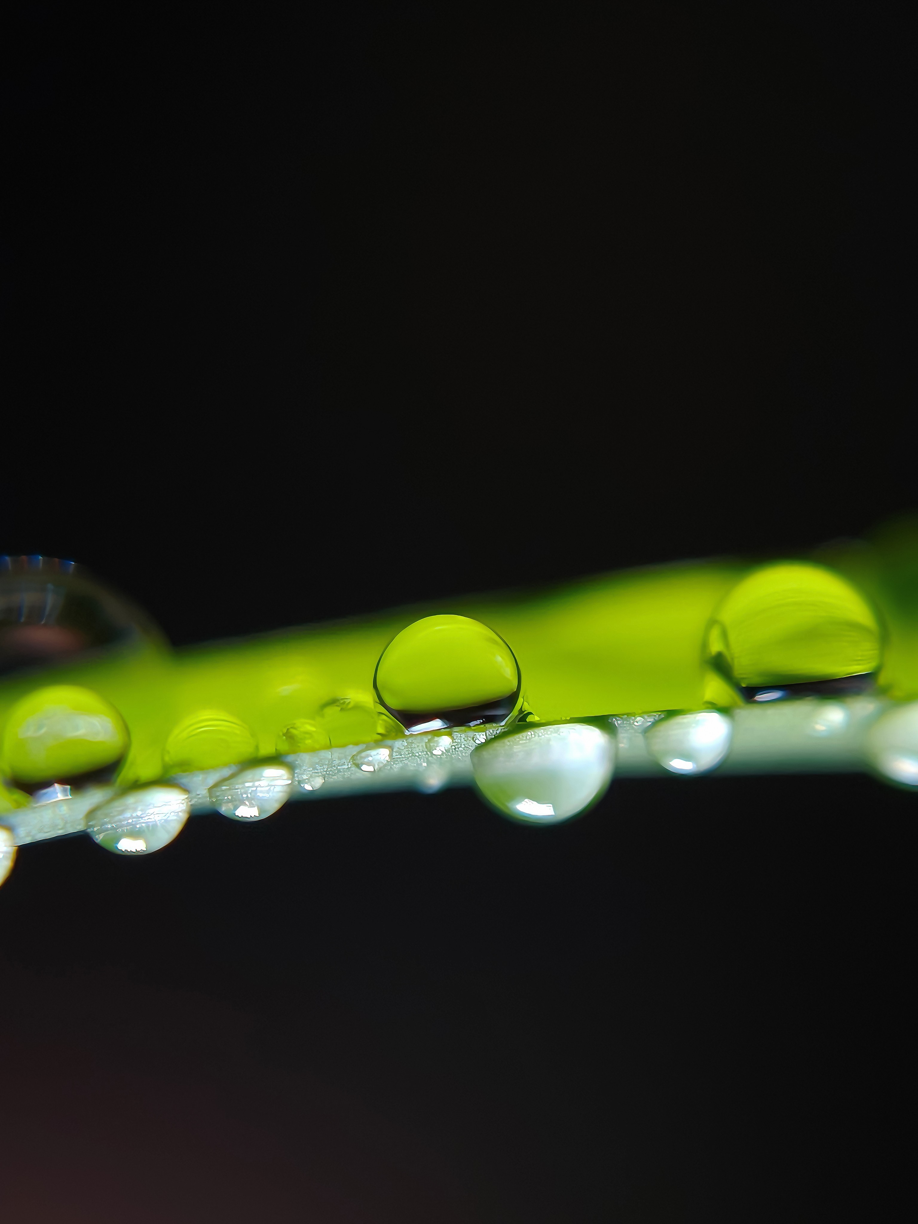 Exploring the Tiny World: Macro Photography with the OPPO Find X8