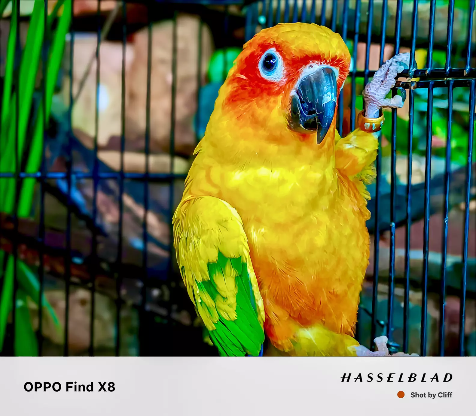 Meet the sun conure: a bird that's as bright as its personality!