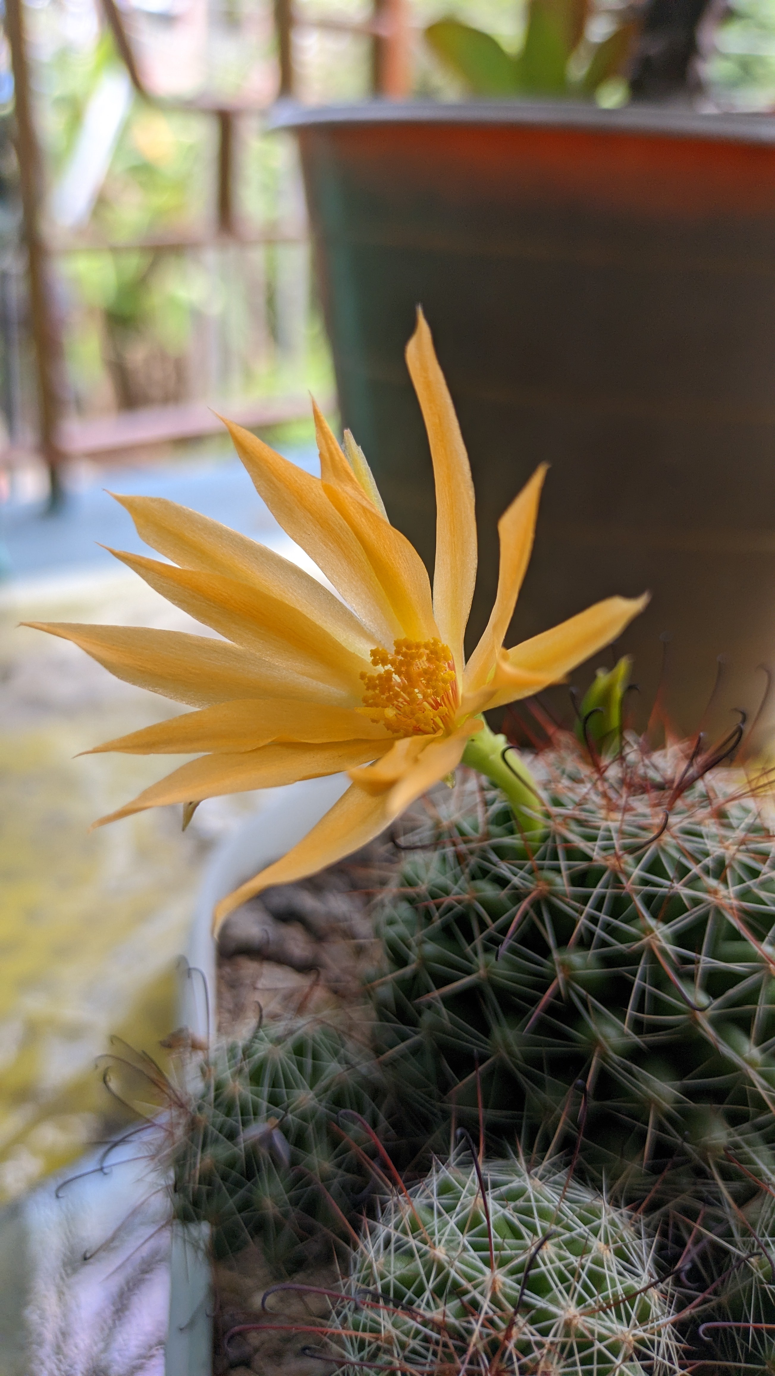 Cactus flower.The flowers bloom for a very short time.Their