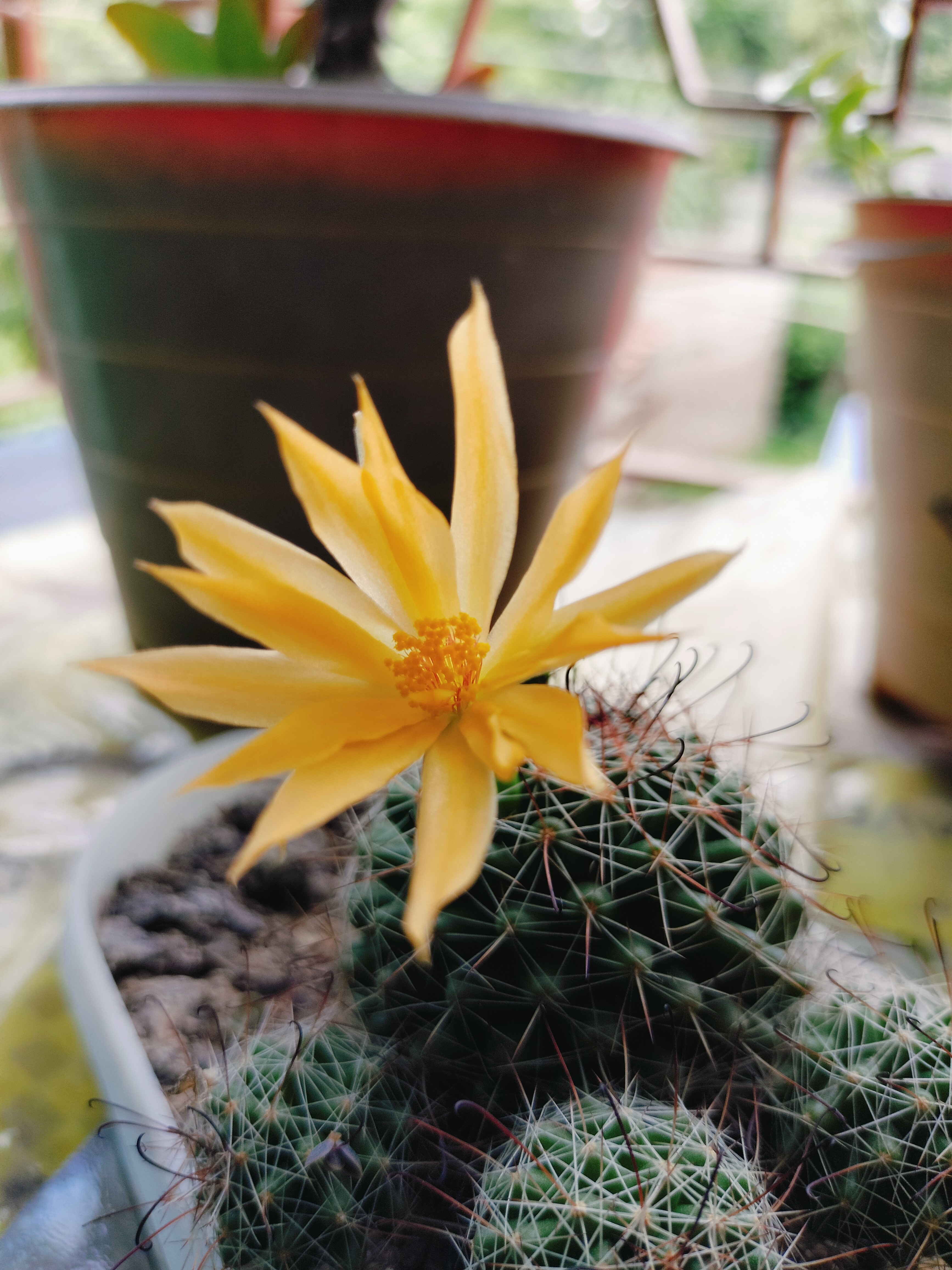 Cactus flower.The flowers bloom for a very short time.Their