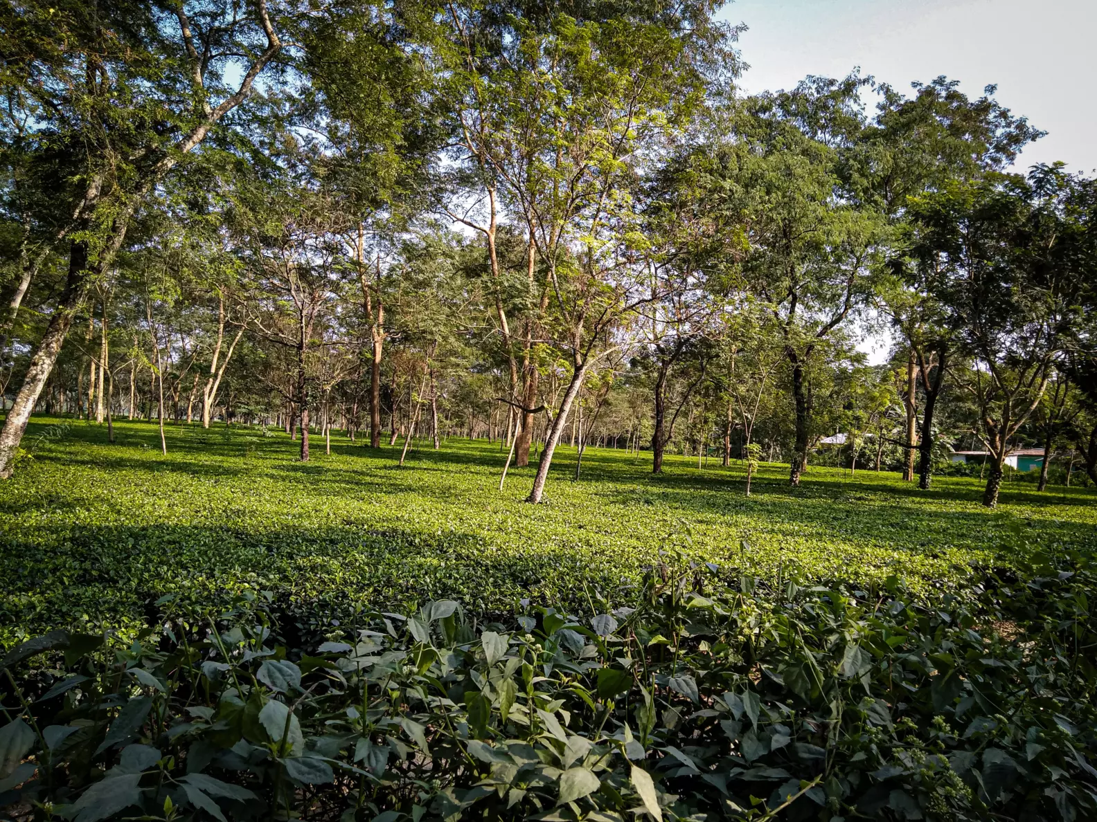 Dooars Tea Garden Photography ..... Captured by Oppo A5 @OPP