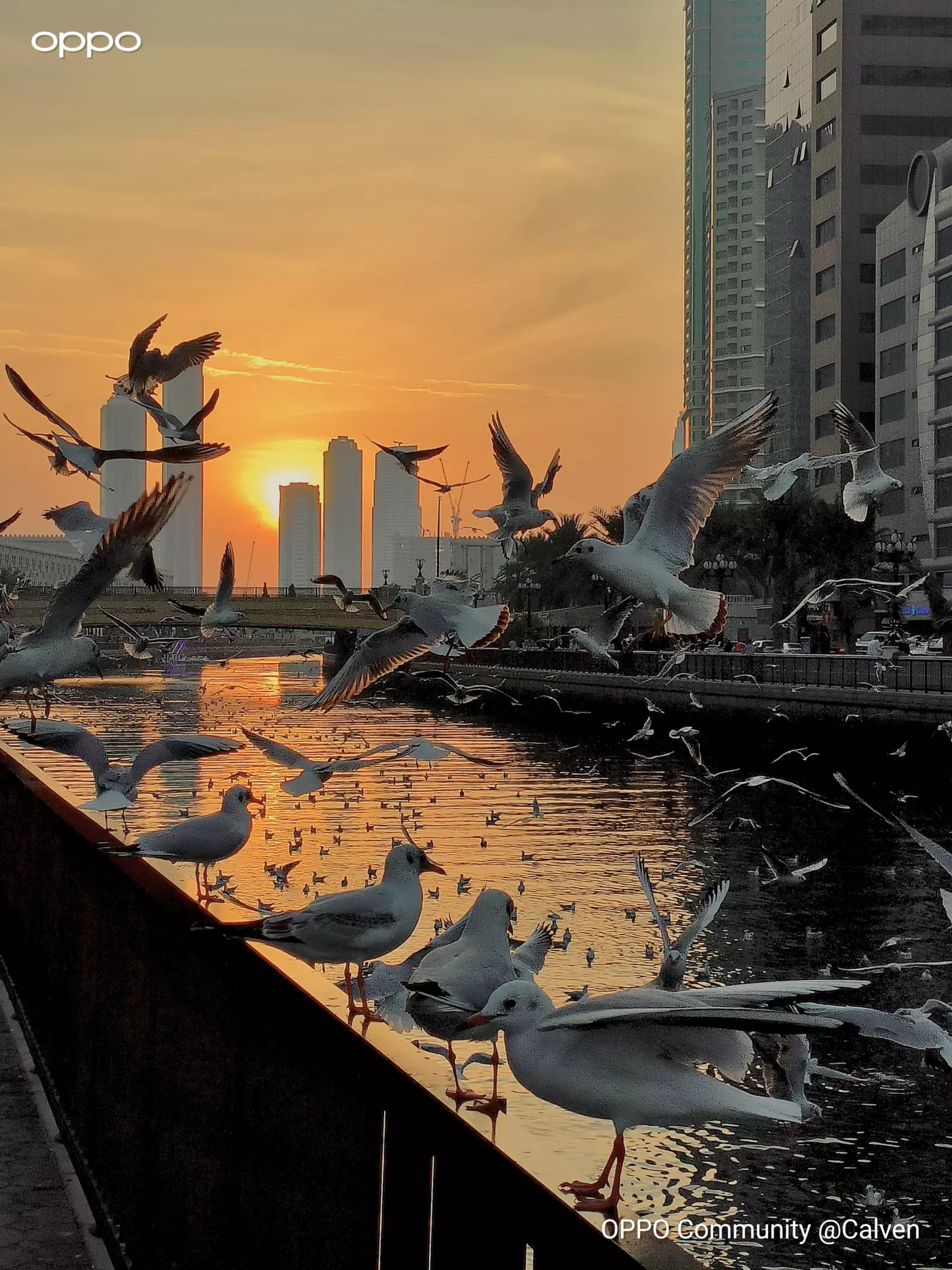 Captivating scenes, a masterpiece of nature. Birds and sunse