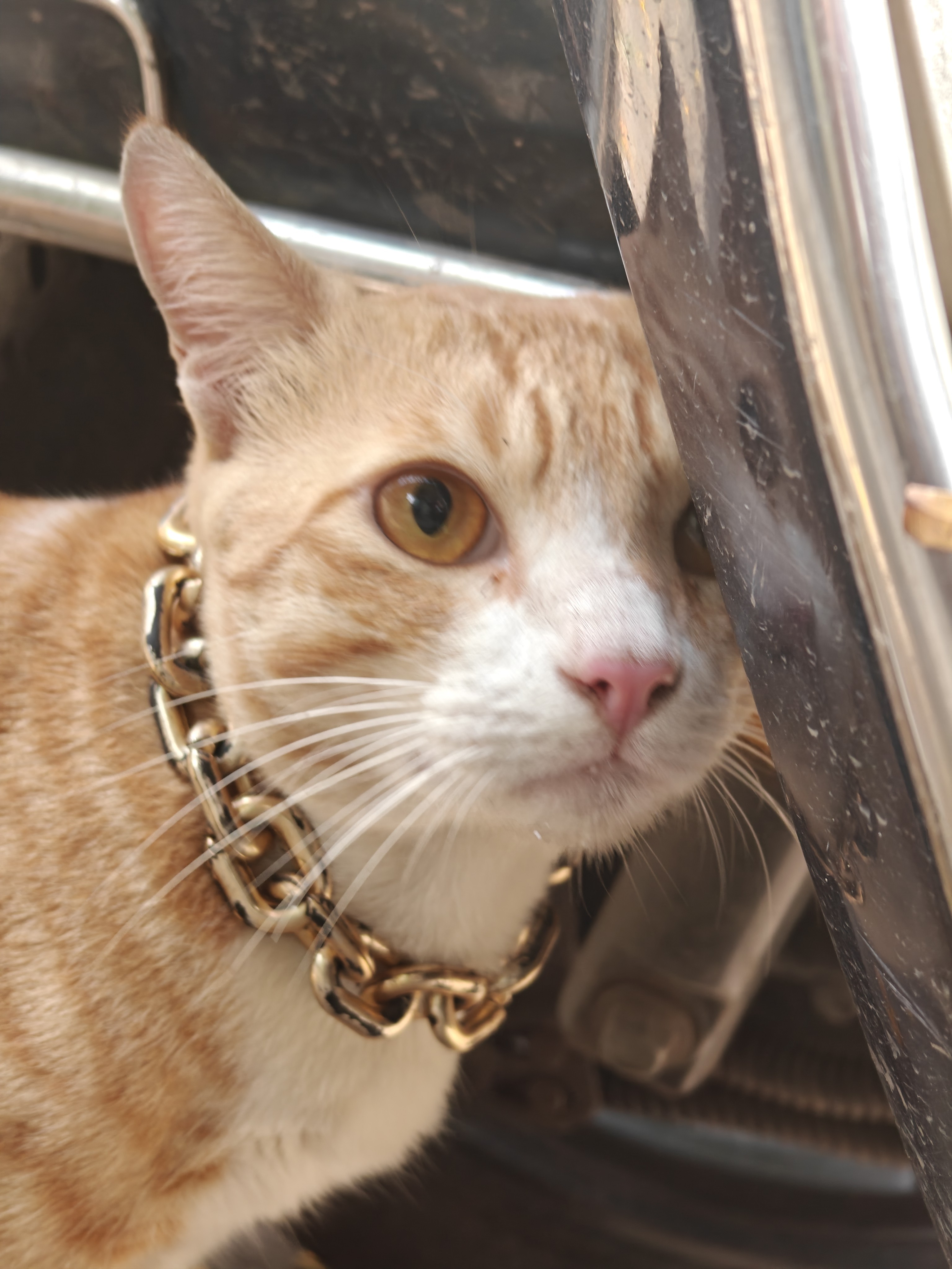 Spotted this golden-eyed beauty hiding near my bike just bef