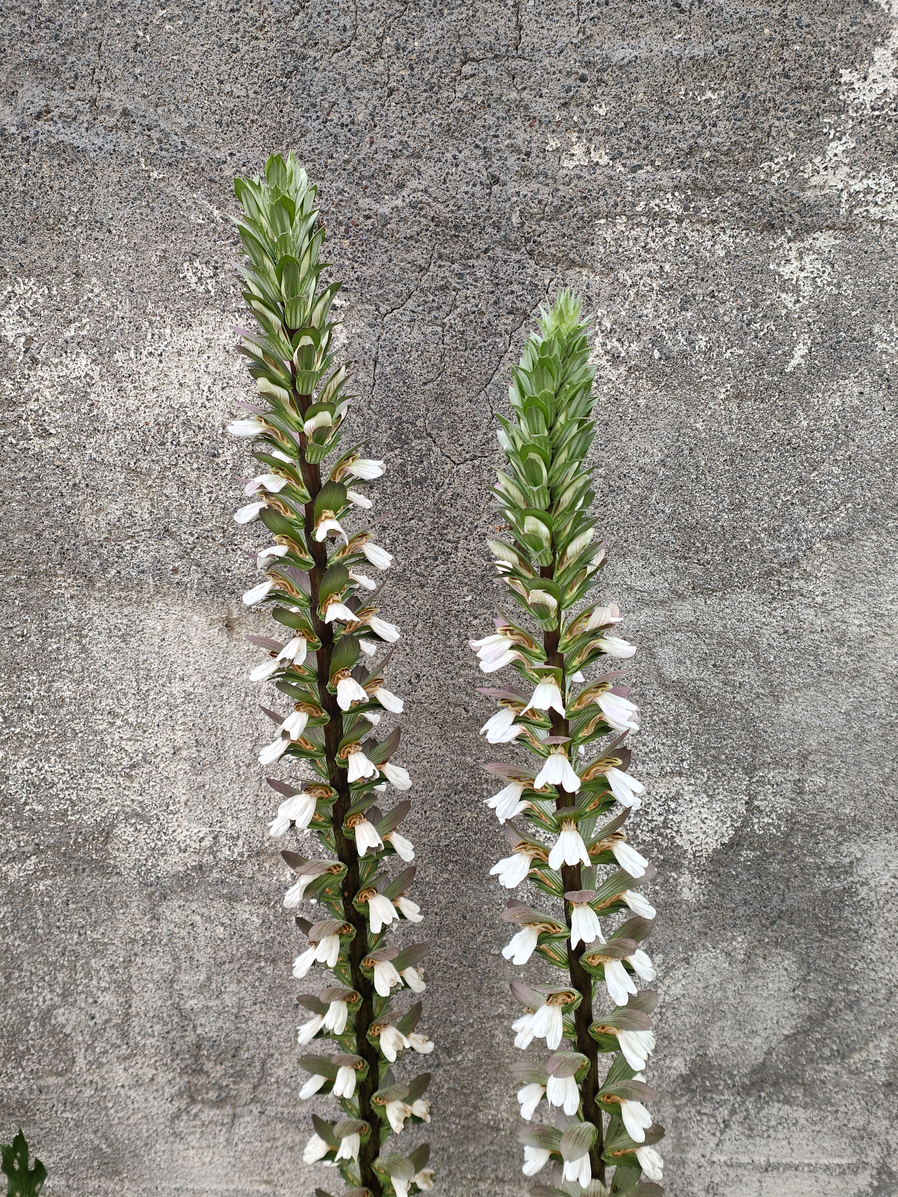 #ACANTO - ACANTHUS MOLLIS