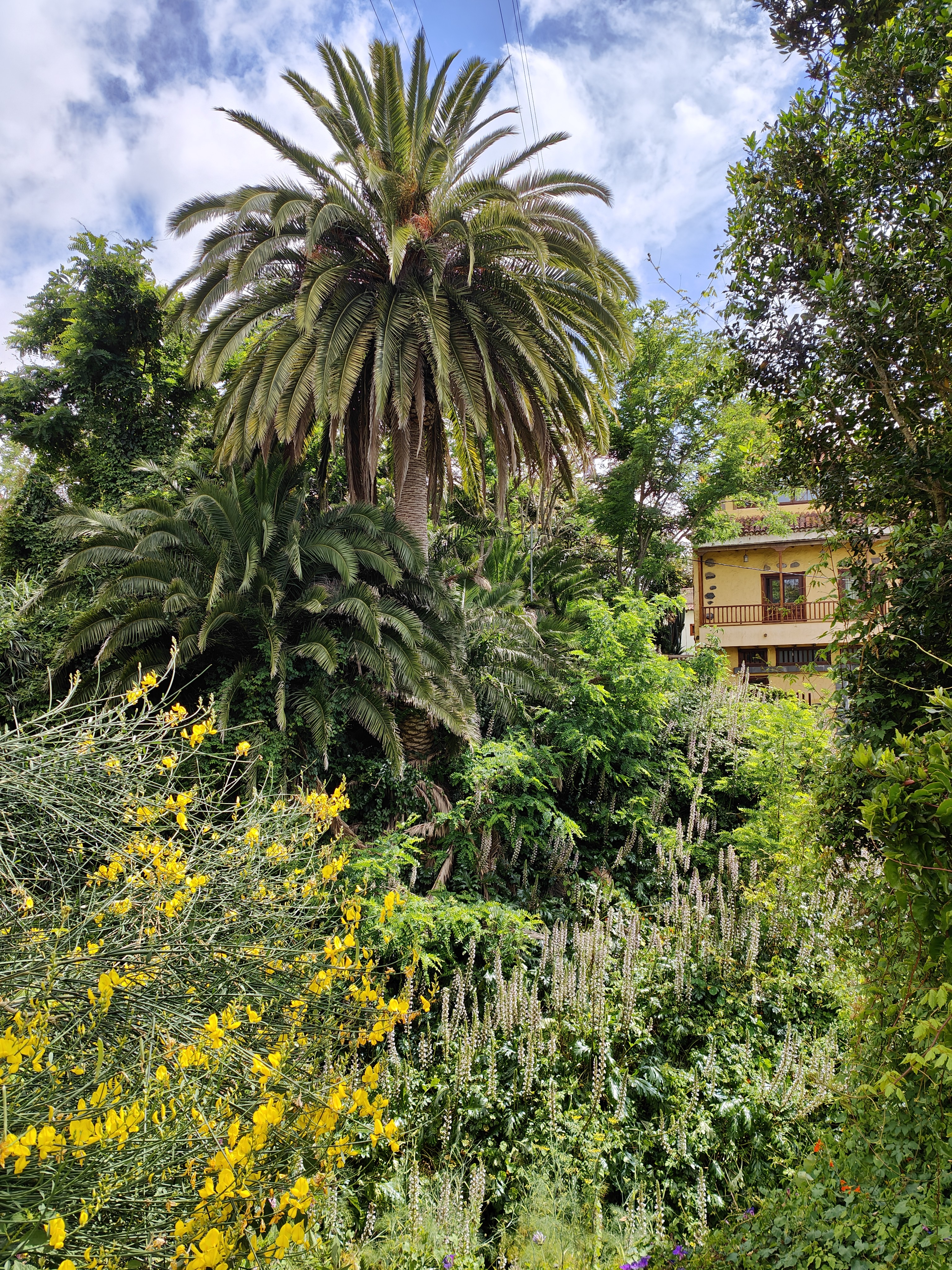 #ACANTO - ACANTHUS MOLLIS