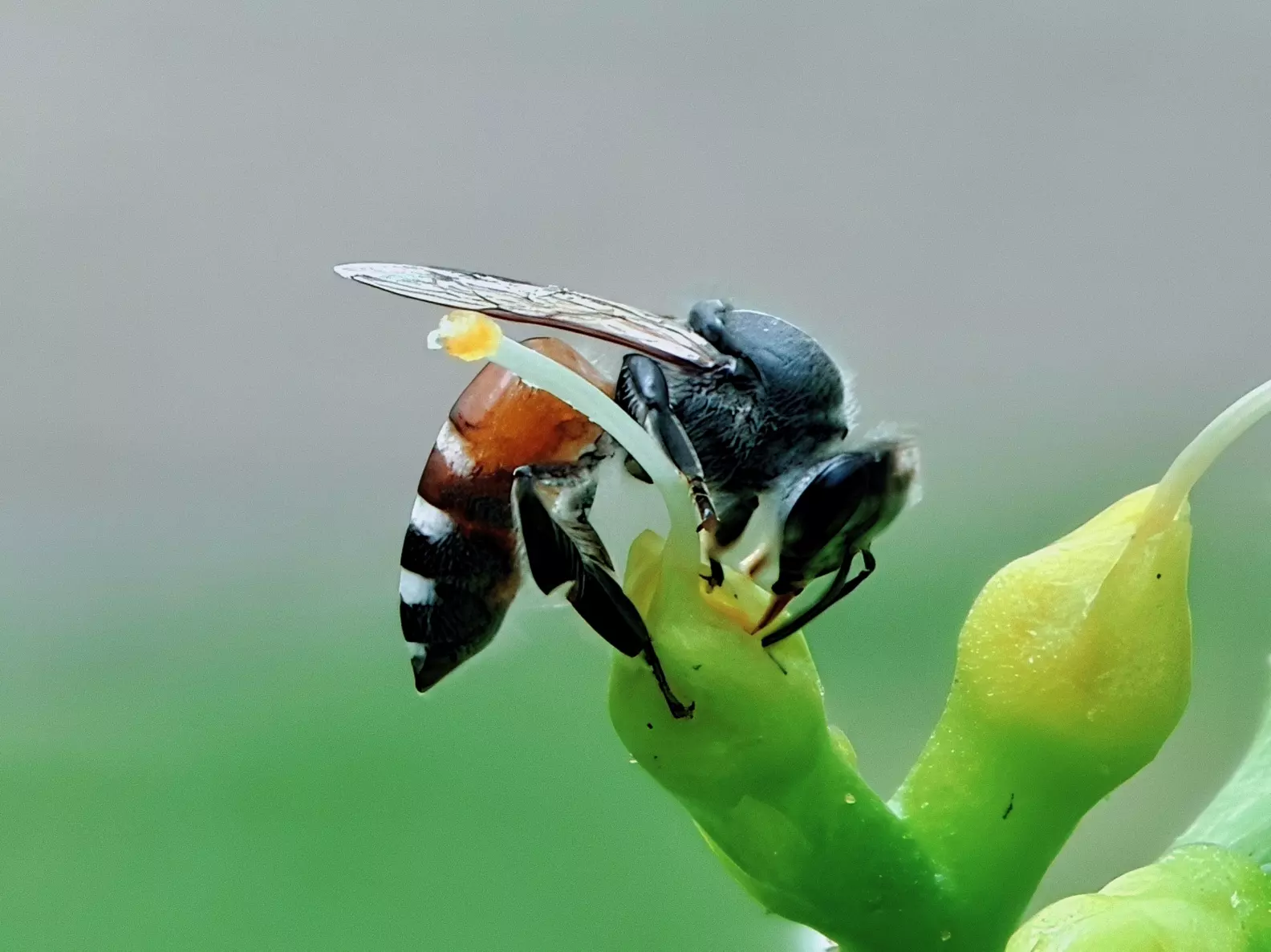 insect world