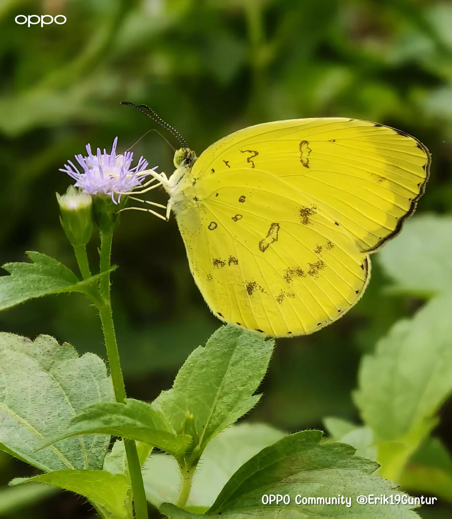 Maybe you have also seen a yellow butterfly like this, this