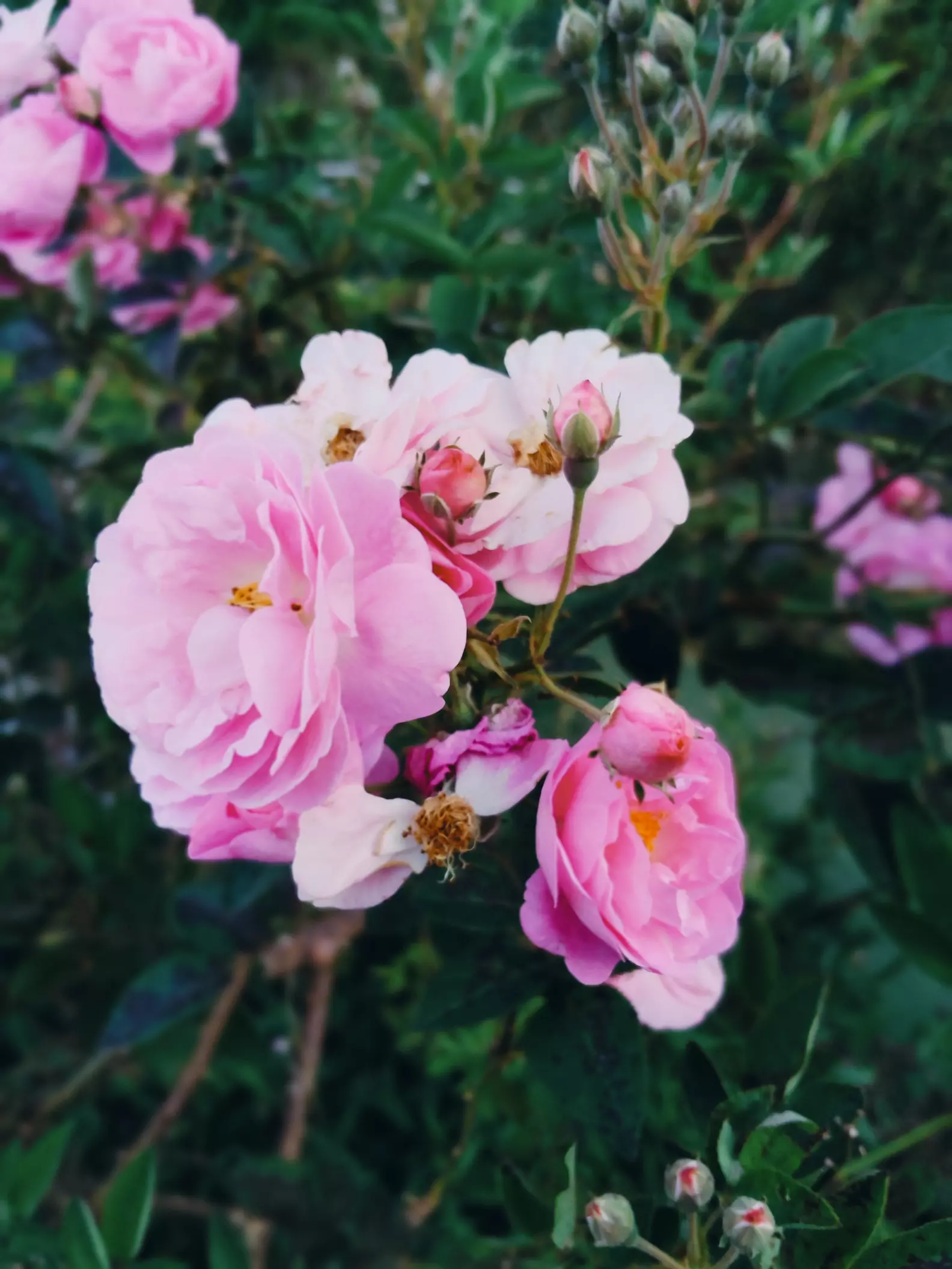 Mountain Roses shot on oppo Reno 13