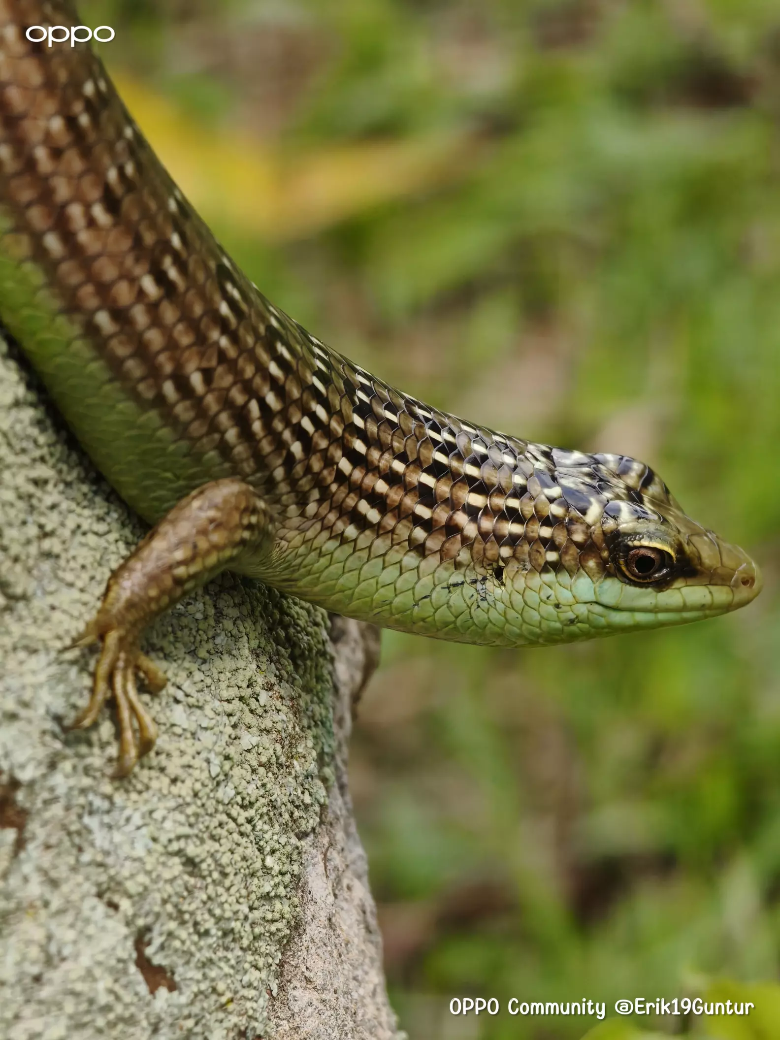 Actually, I was also afraid to approach this lizard, but bec