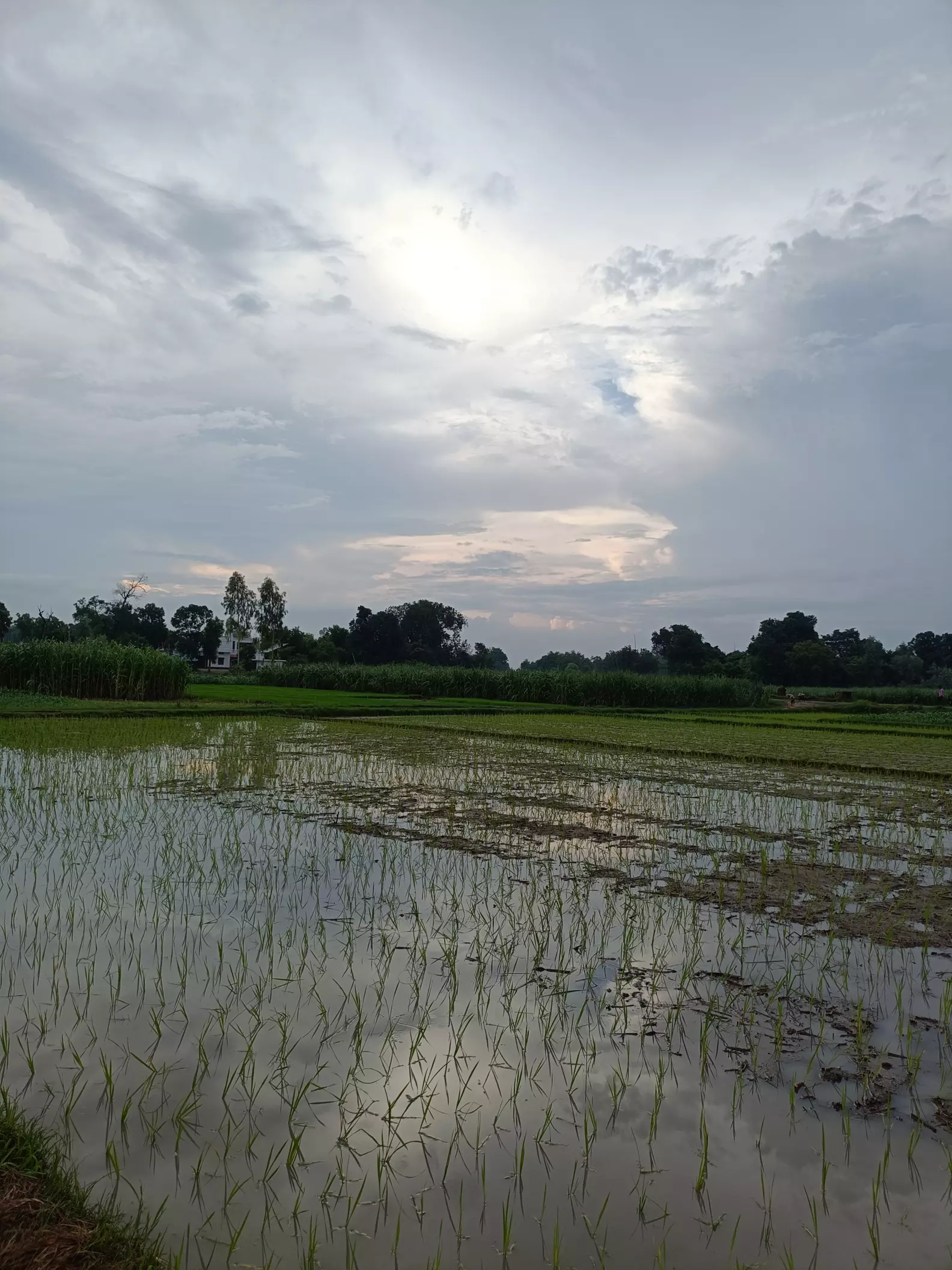 Paddy plantation