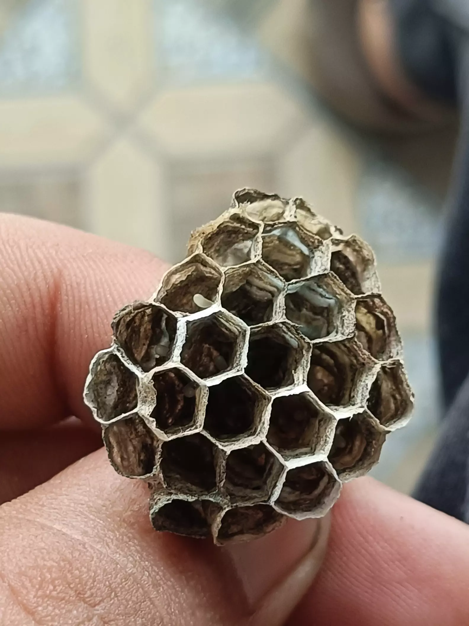I destroyed a yellow Bee home in my house 🏠