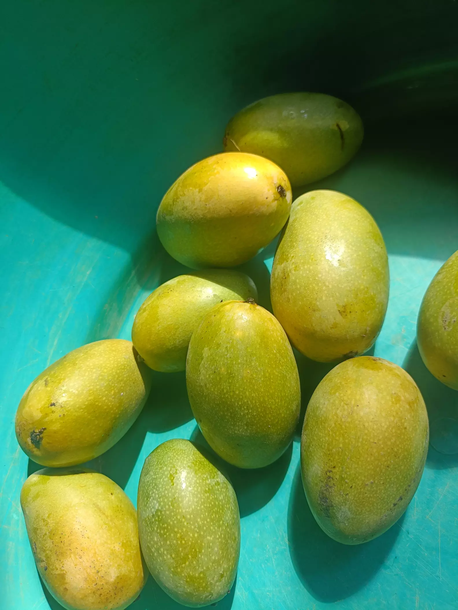 Now the mango season is ending in our region.what about your