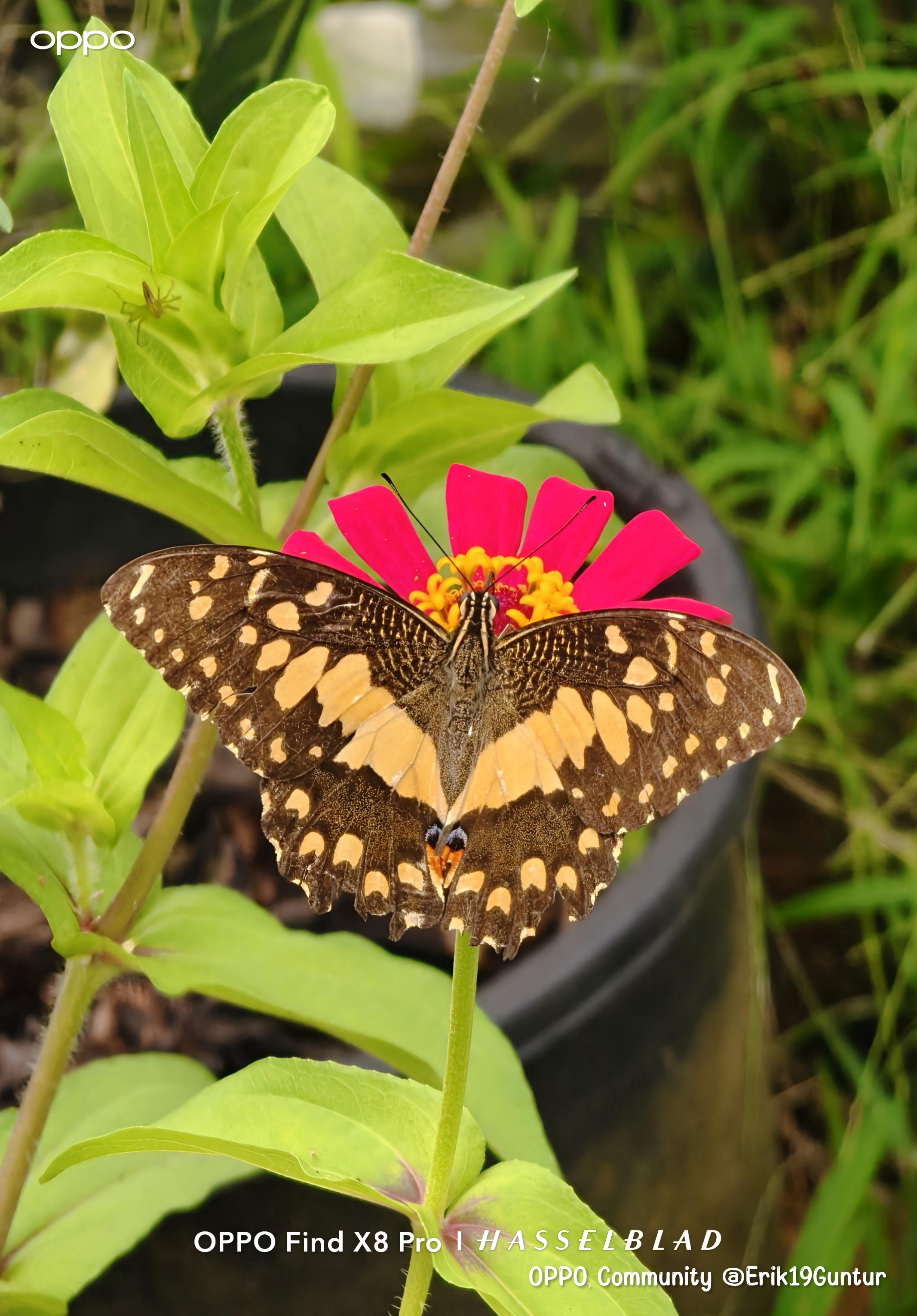 This is the perfect position when photographing butterflies,