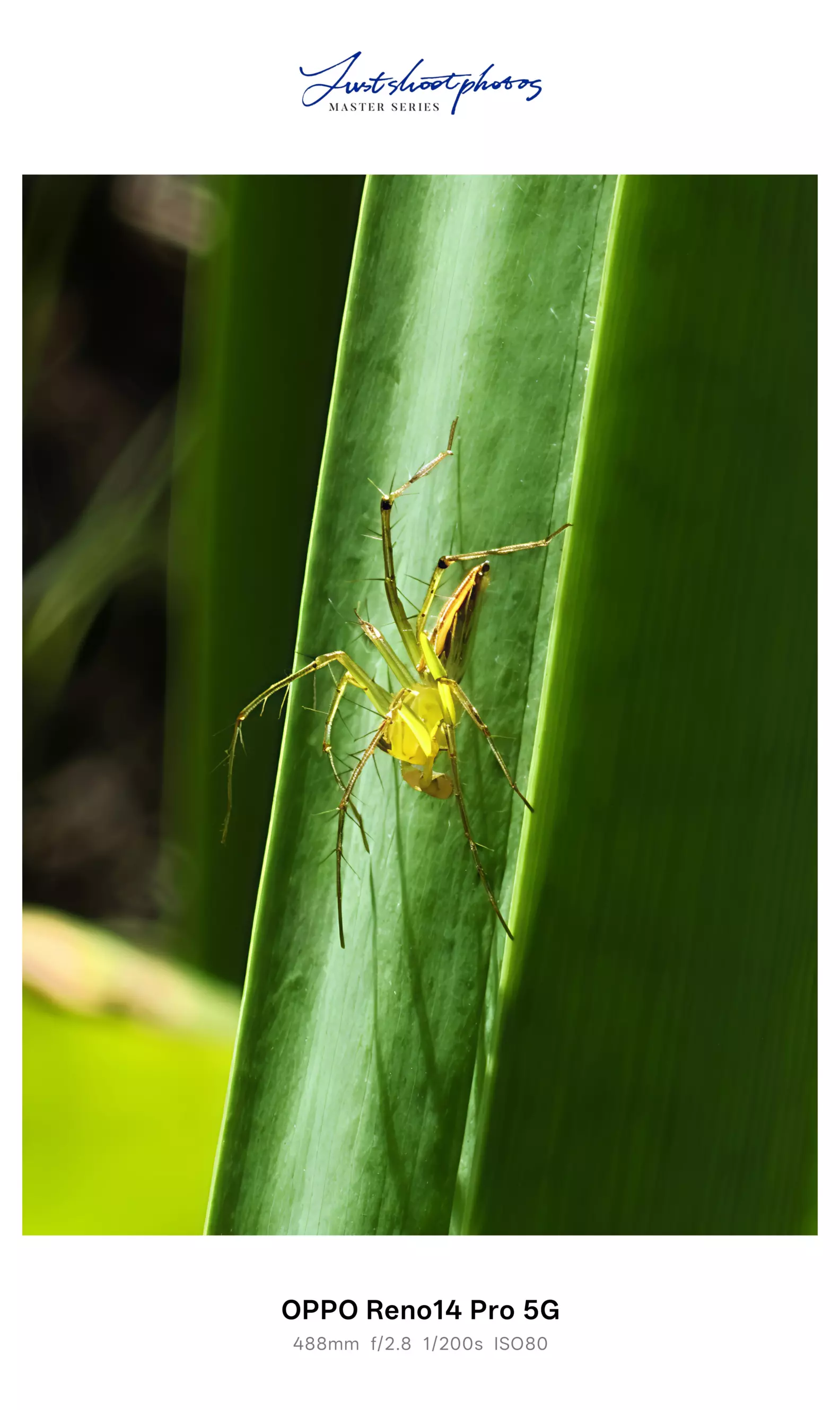 🪲 Challenge of taking photos of insects with digital zoom c