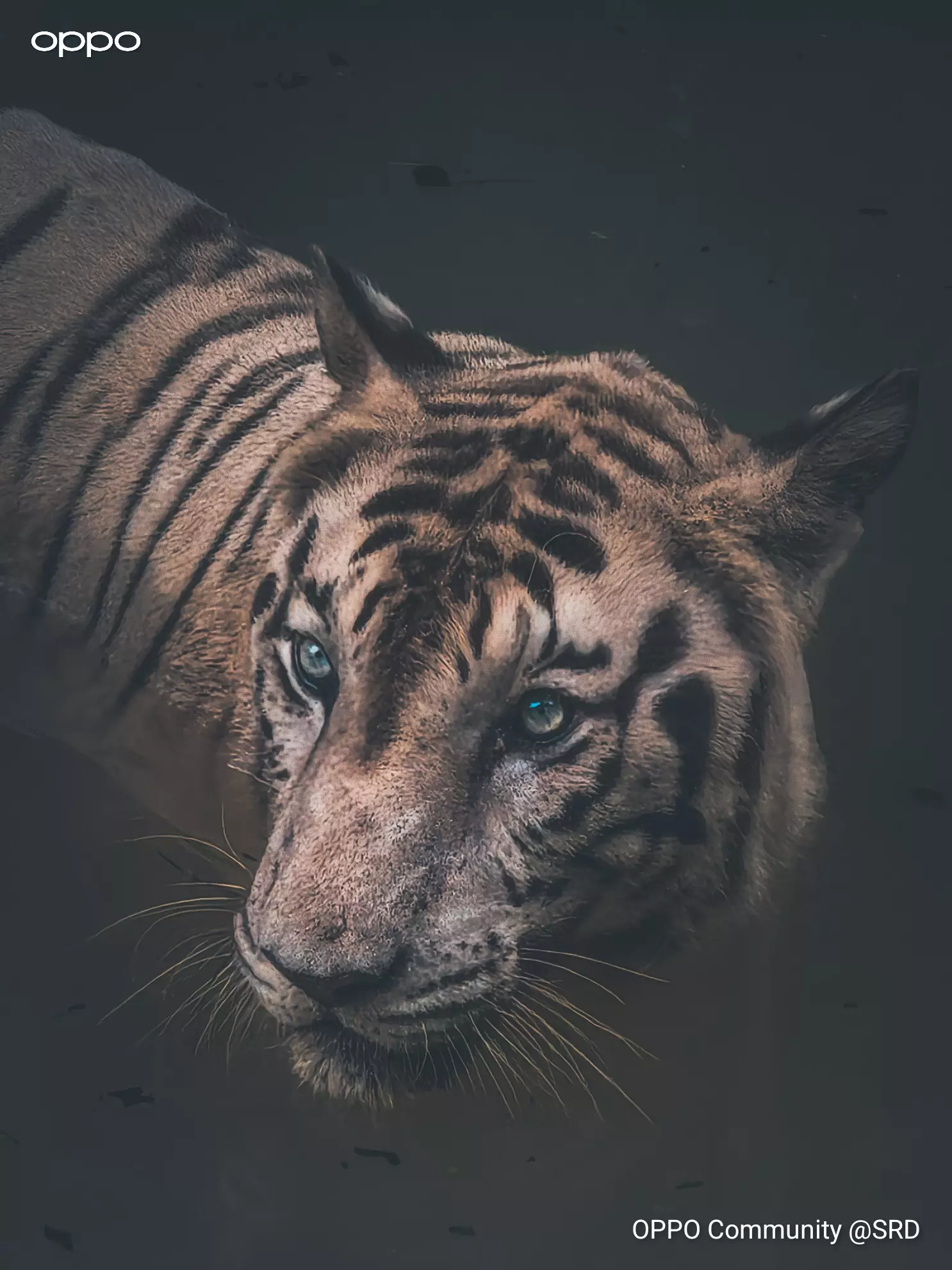 My obsession with the tigers will never end.While checking t