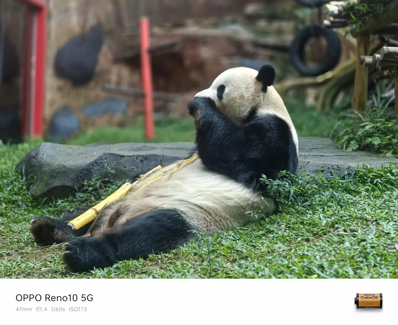 "Explored the legendary Panda Castle at Taman Safari! 🐼🔥 F