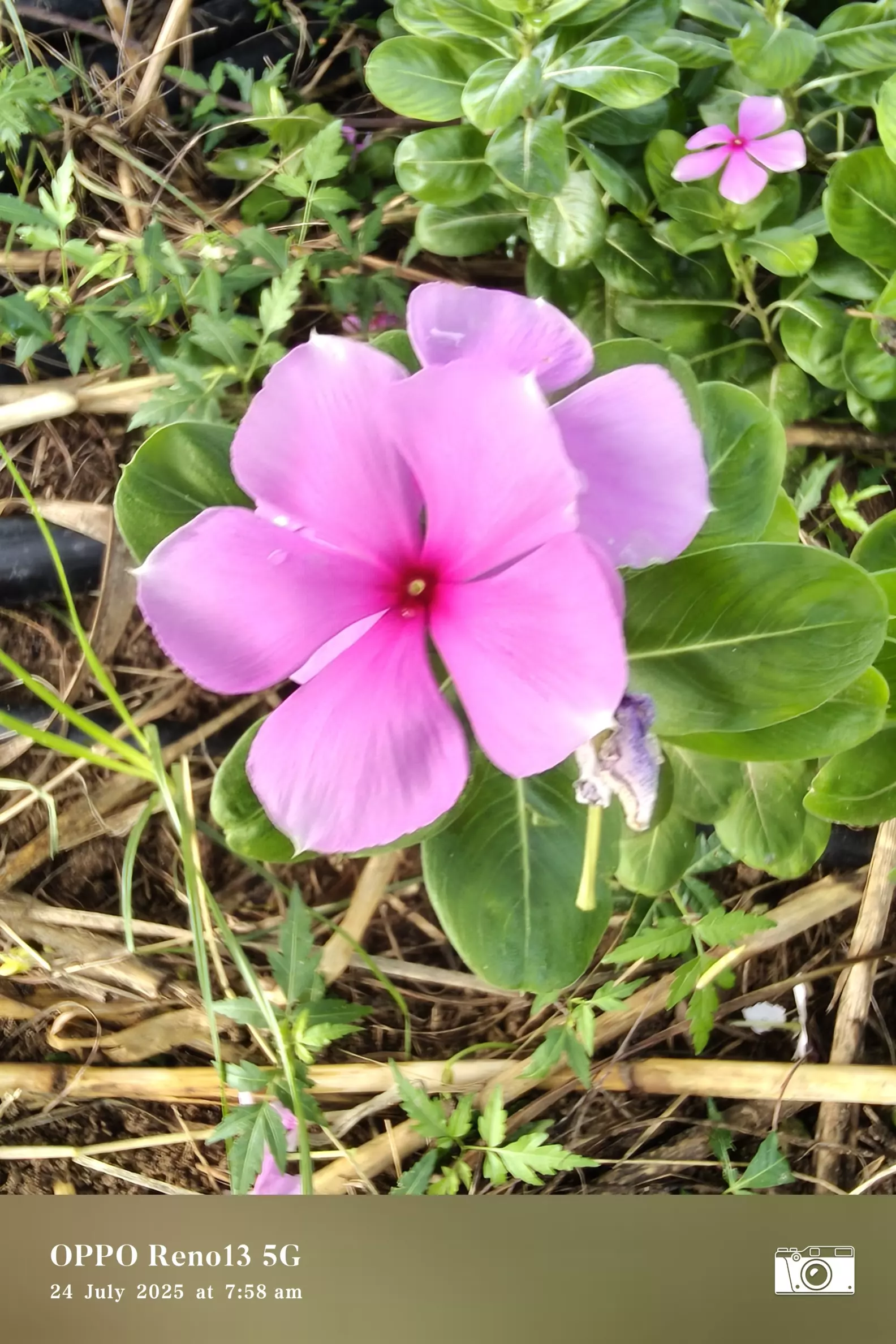 The flower in the image is commonly known as the Periwinkle
