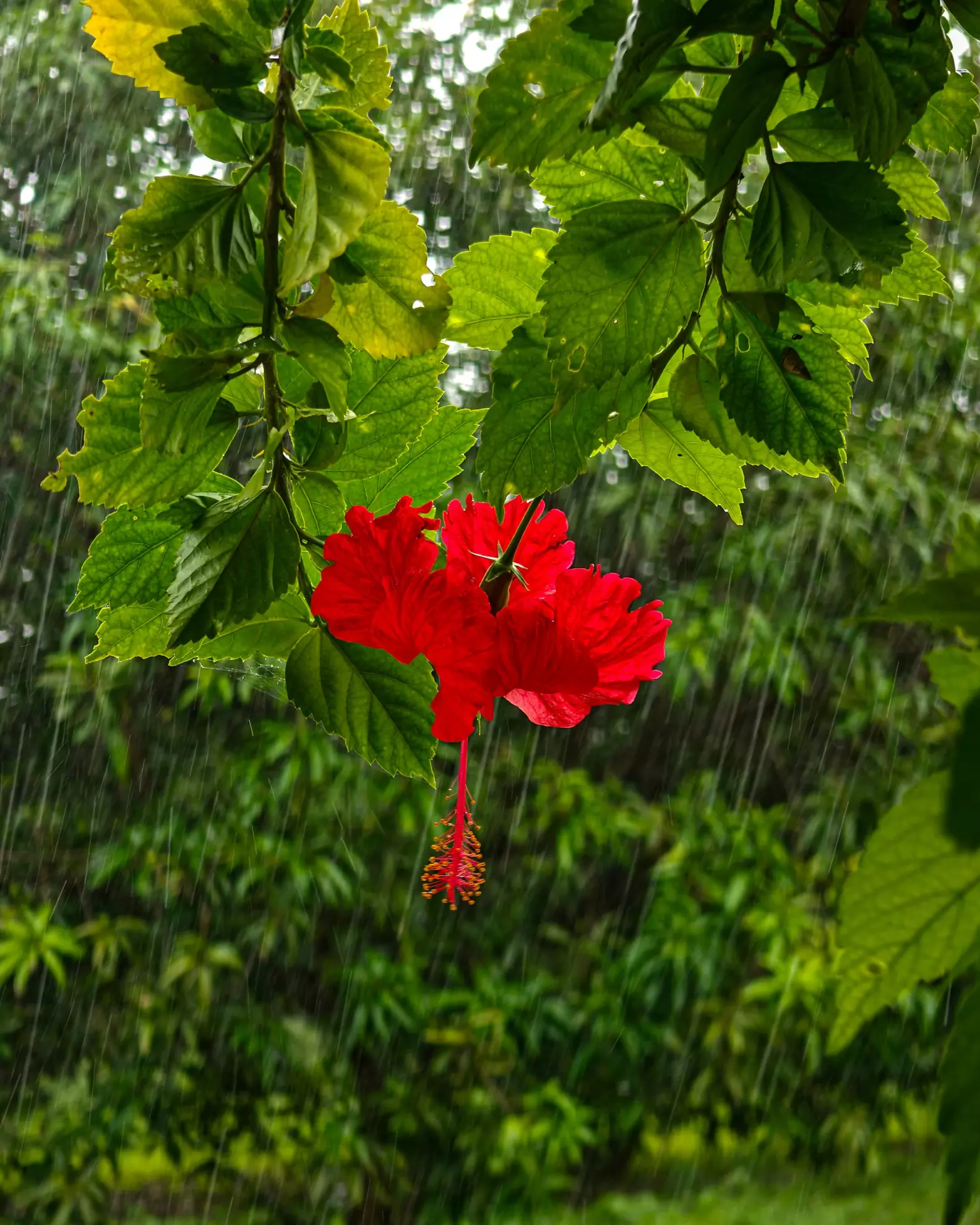 The magic of Rain!🌧️Shot these pictures on OnePlus 12 and e