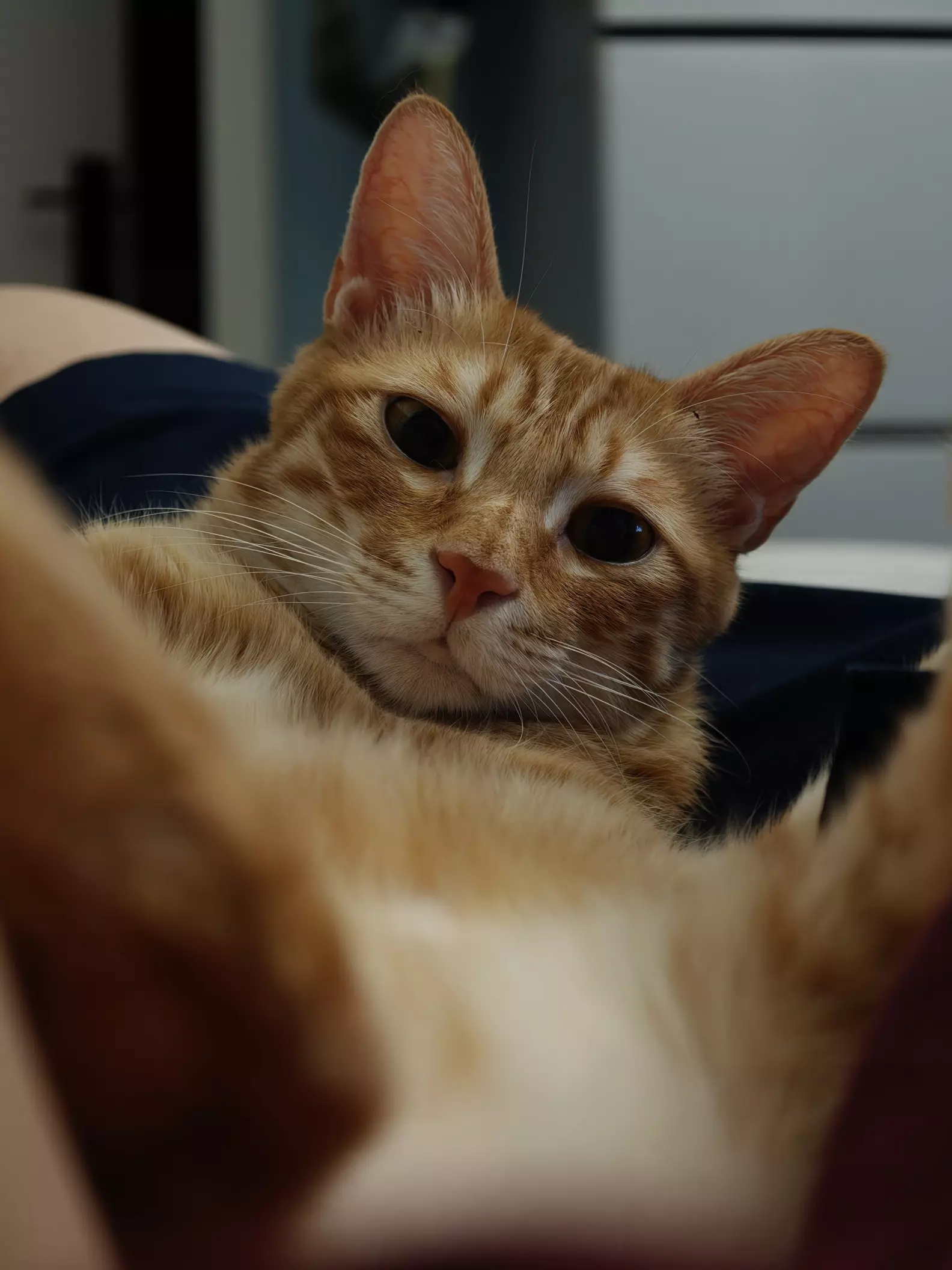 As requested by @Cheetosdust Here's more snaps of Purfect 🍞