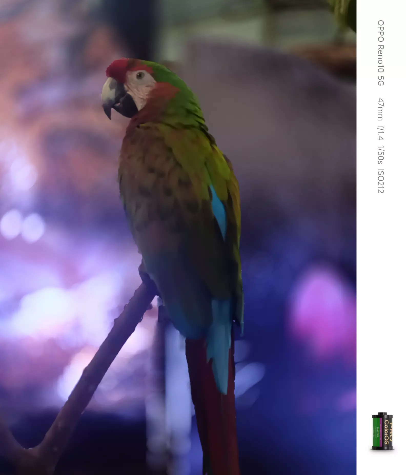 Vivid portraits of exotic birds captured with the OPPO Reno1