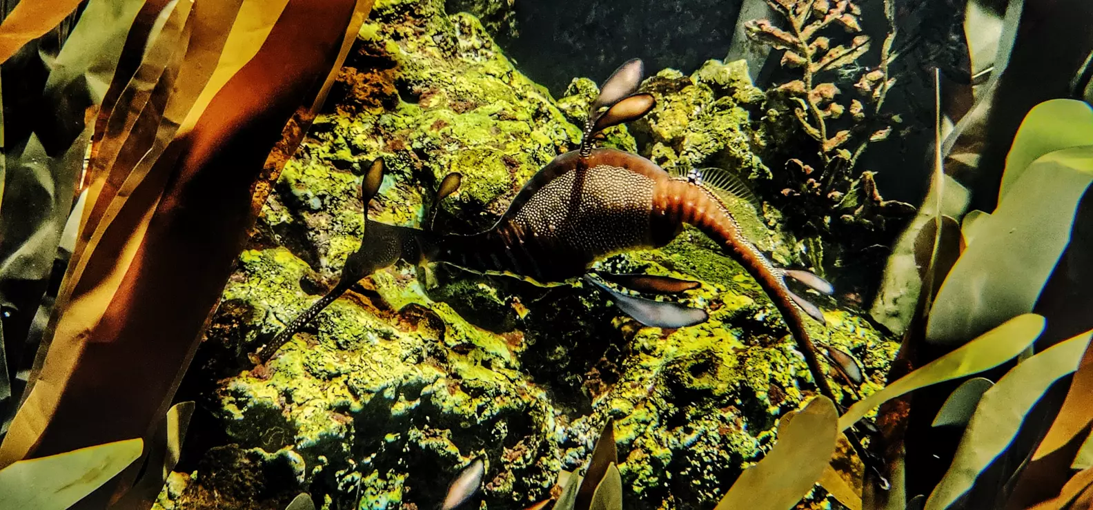 Since Aquaman, the seahorse has held a special place in my h