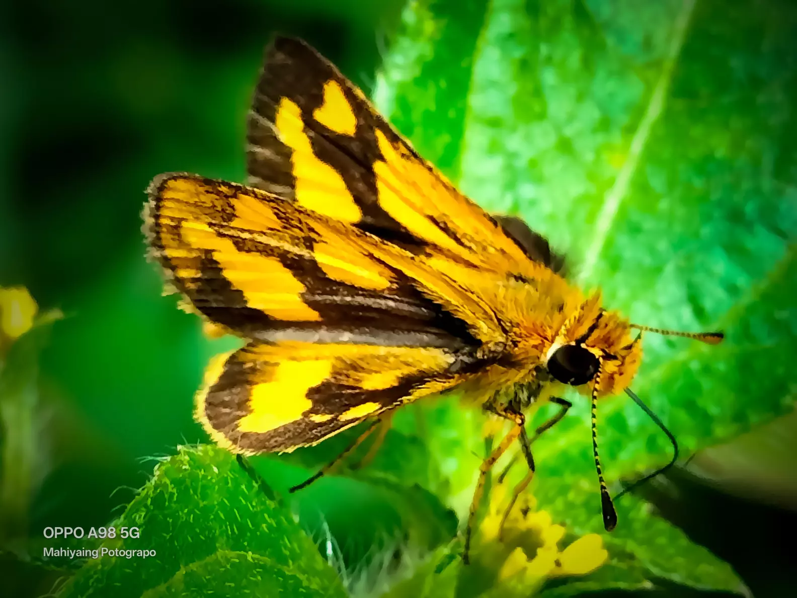 A Lesser Dart Butterfly photo using my Oppo A98 5g without e