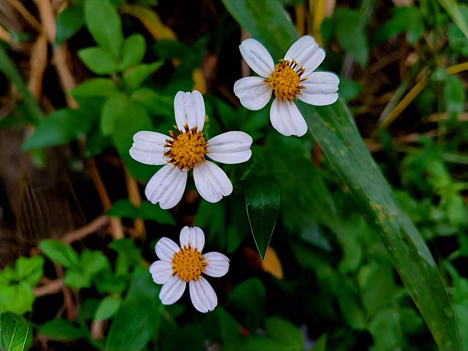 Three simple flowers, each blooming in its own quiet corner,