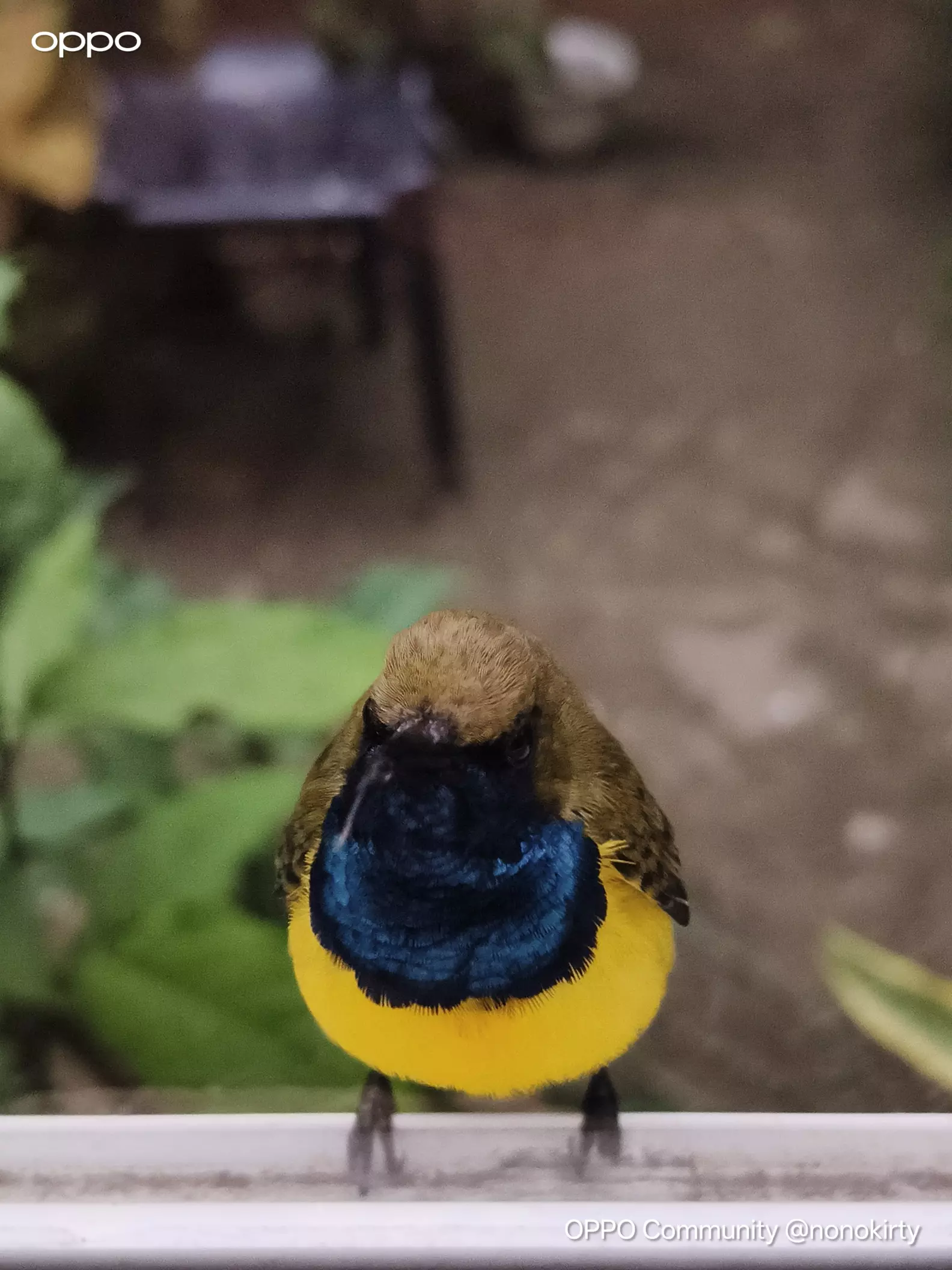Olive-backed Sunbirds I always see outside my window. Fun fa