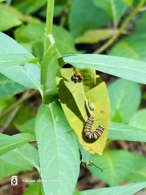Future Monarch in the making. 🐛