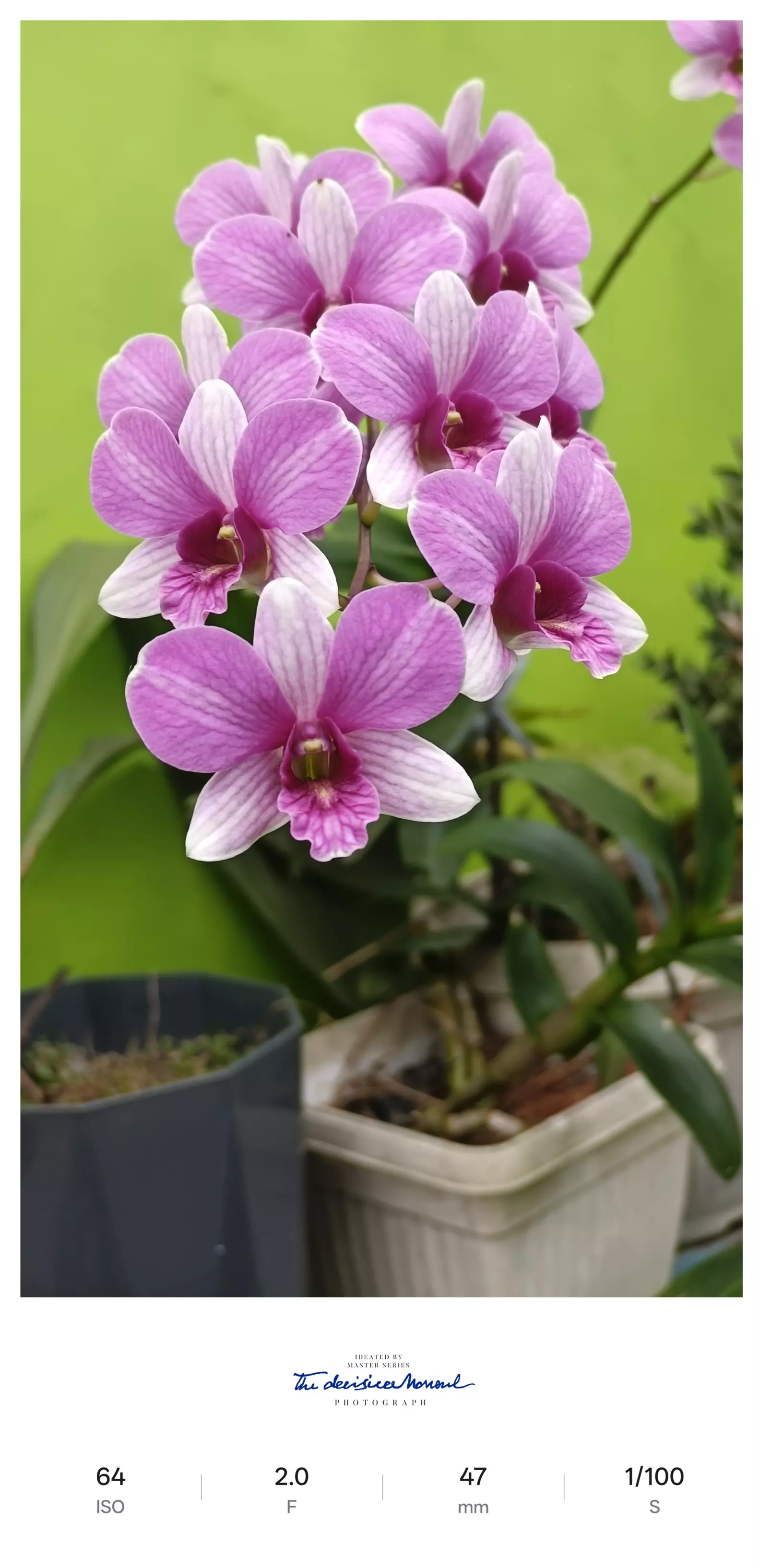 One of my most beautiful flowers 💐 ️ ️ ️ ️ ️