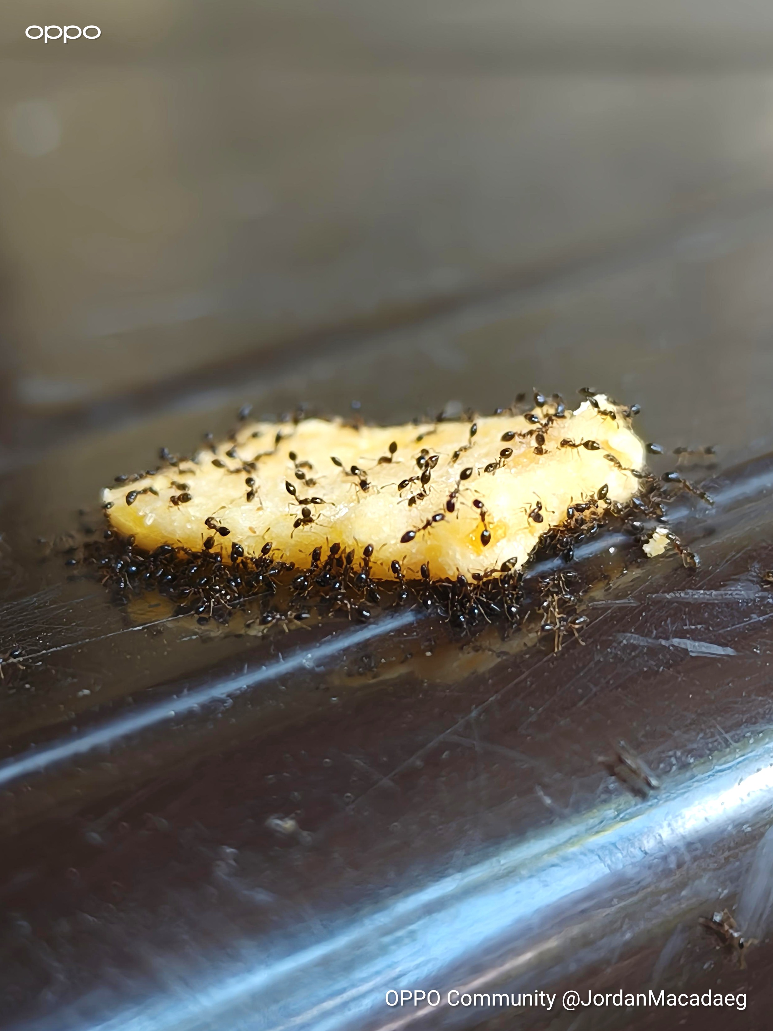 Noticing the small things like this tiny ants on a snack rem