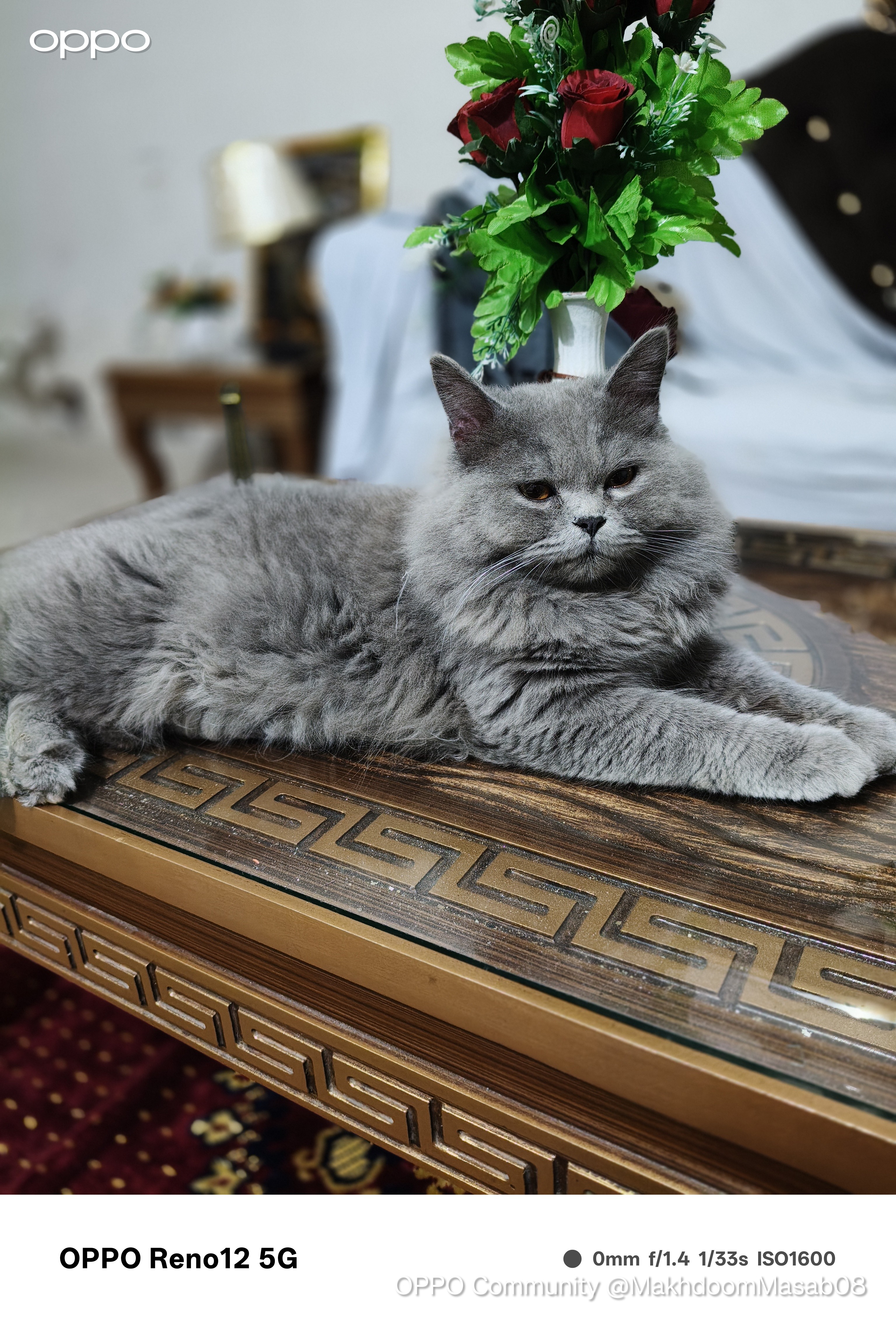 Let's take a video of my cat using the OPPO Reno14 Pro 5G 🐈🎦