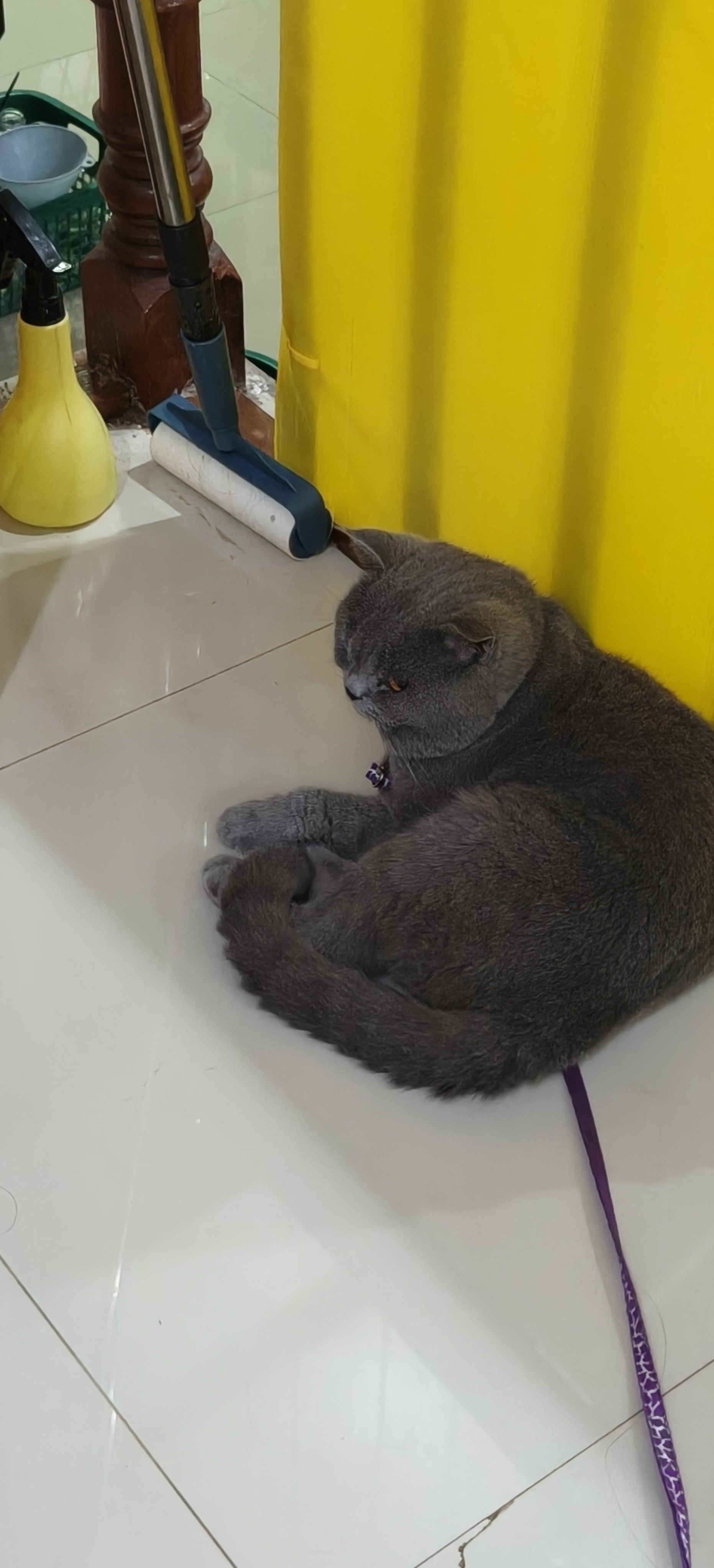 Take a look at my cat sleeping with OPPO Reno14 Pro 5G 🐈😍💤