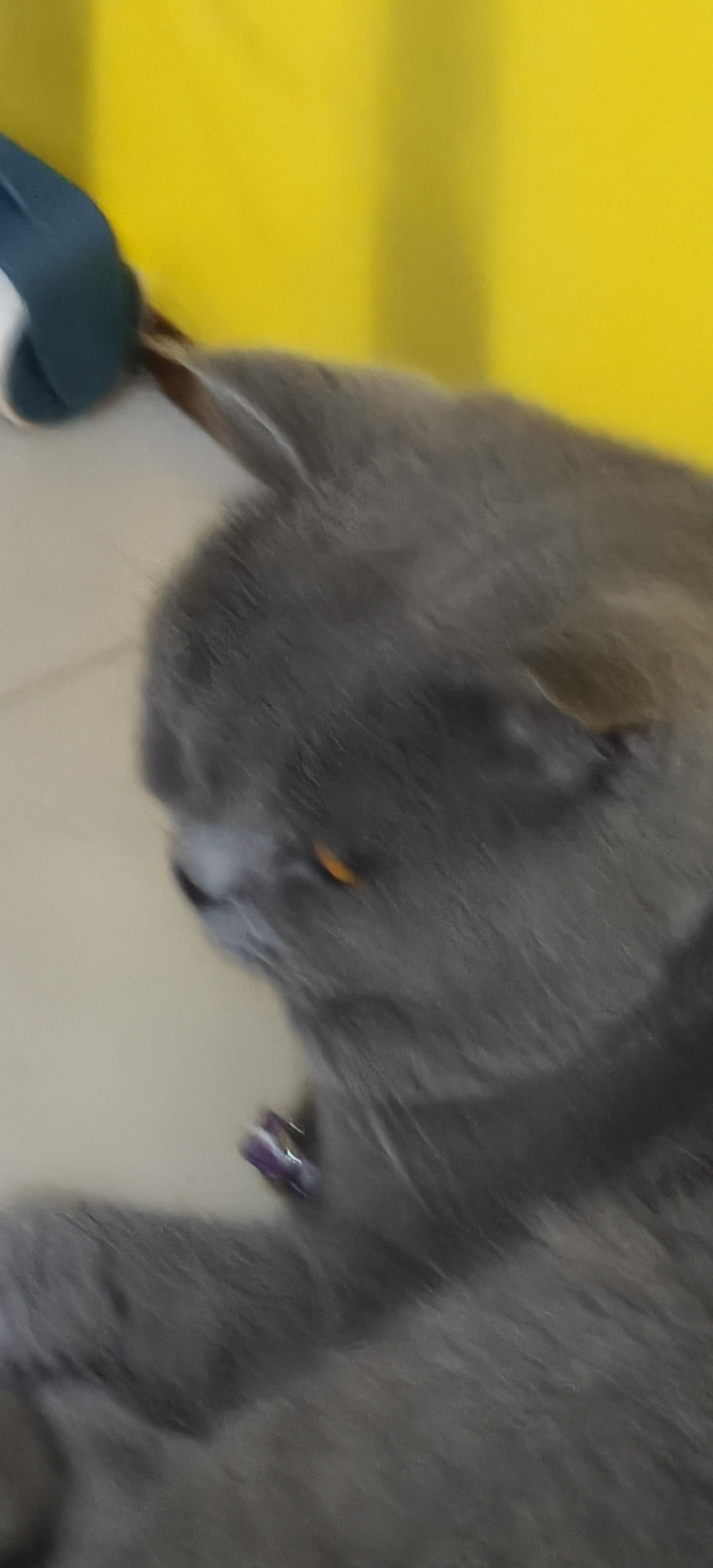 Take a look at my cat sleeping with OPPO Reno14 Pro 5G 🐈😍💤