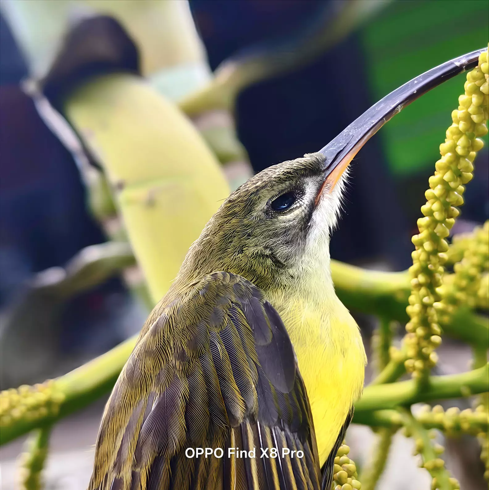 In this photo, you can see that this small yellow bird has a