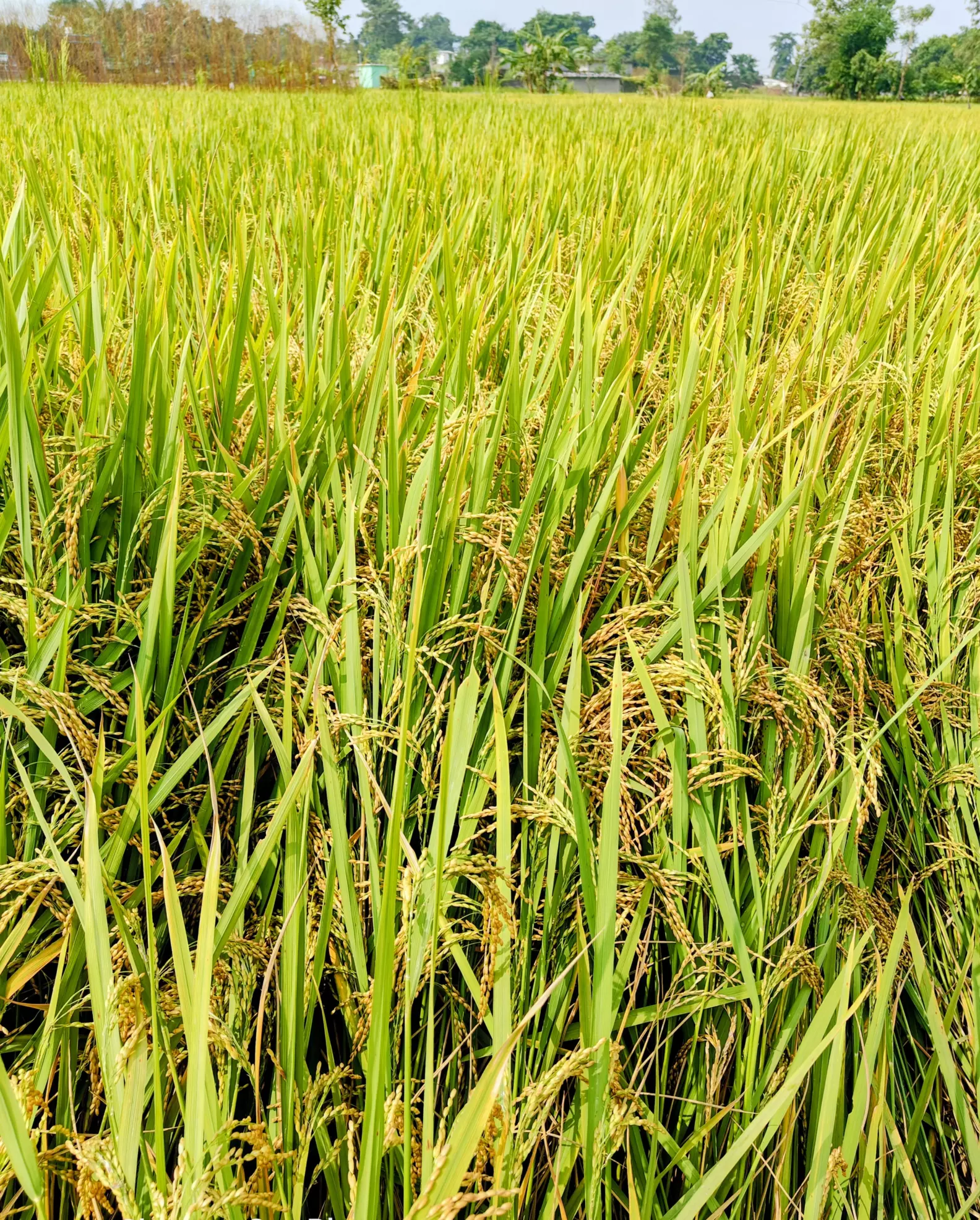 The paddy harvesting season. This is the time when people ha