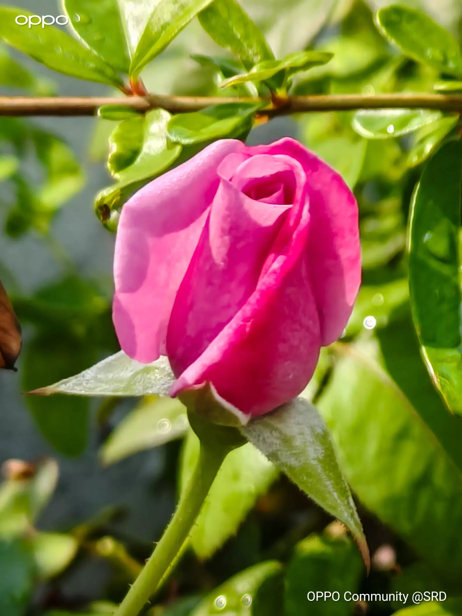 The beautiful colours of nature.These are the flowers grown