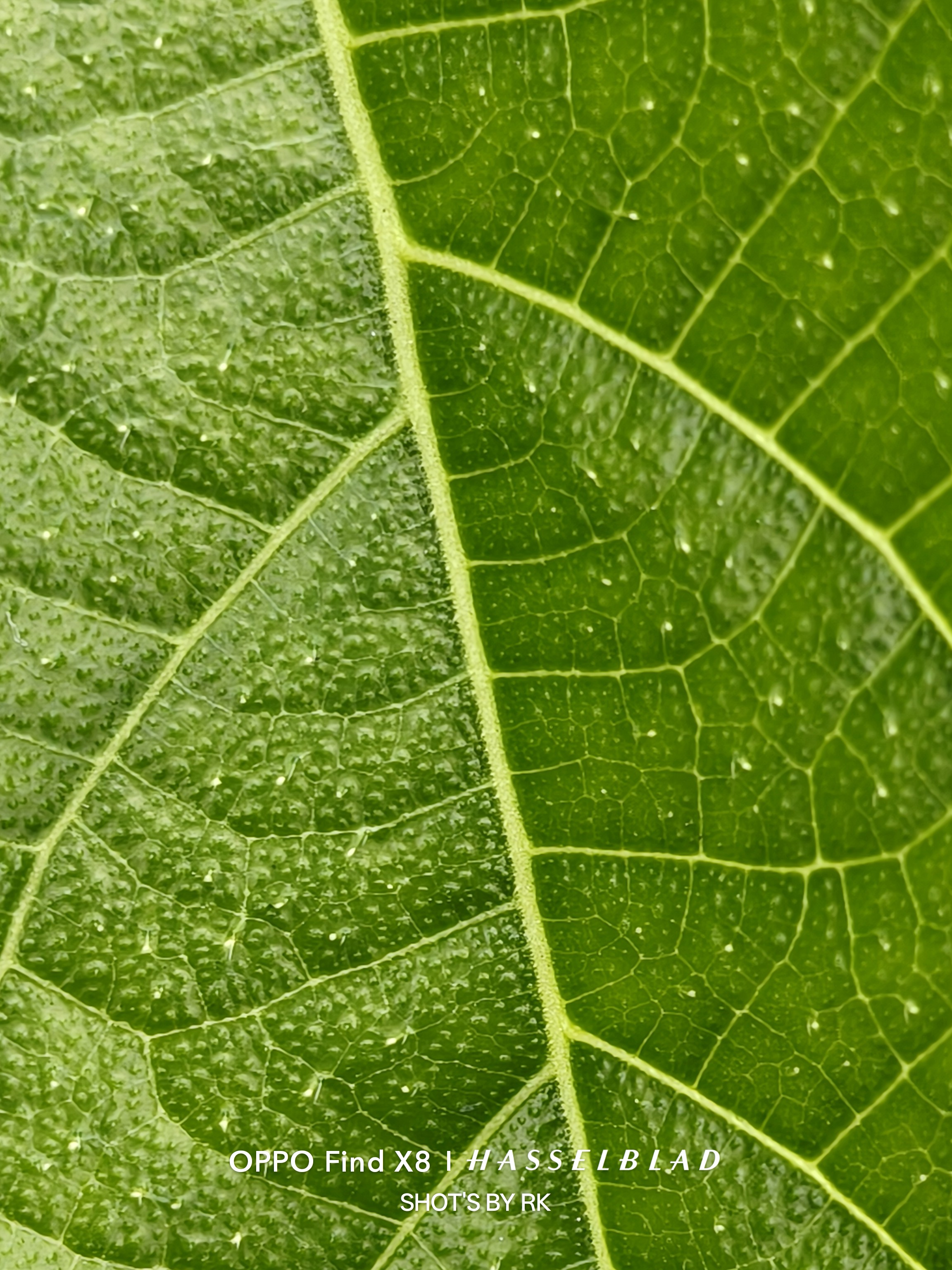 ZOOM IN LOVE " THE INTRICATE BEAUTY OF CONNECTION THAT BIND US."
