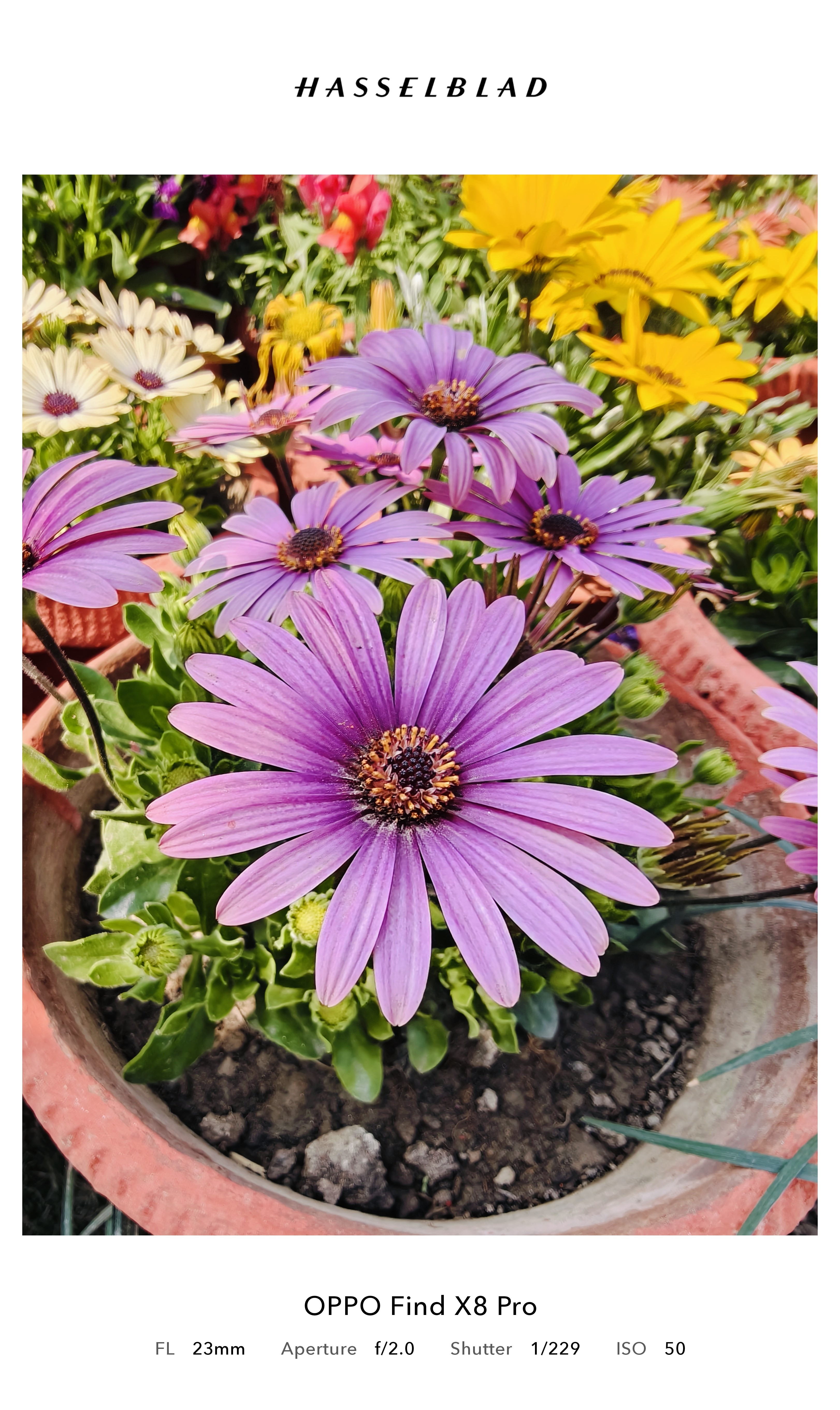 Through my camera, flowers reveal intimate stories of love.