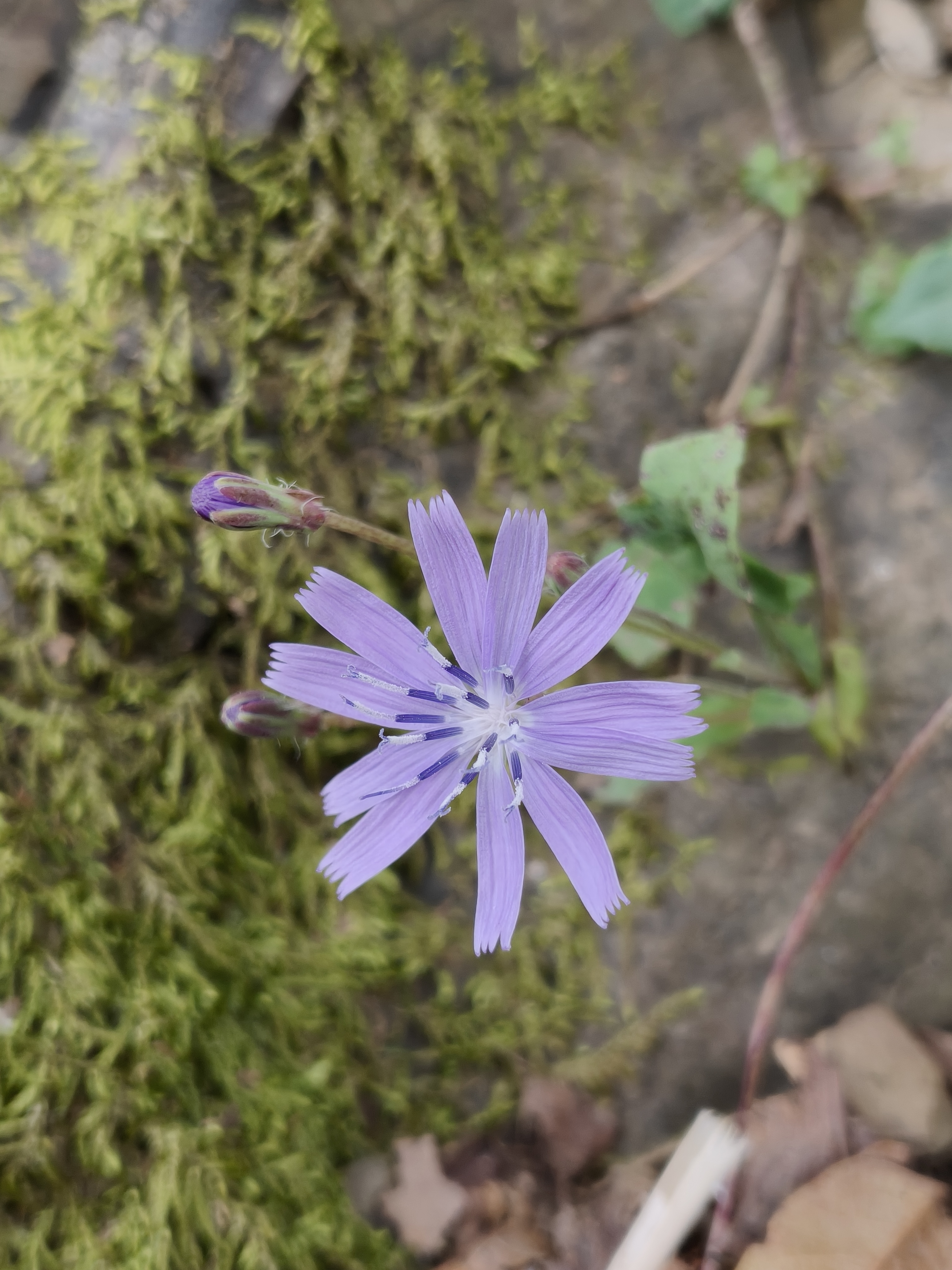 Found this fringed purple beauty blooming near the mossy roc