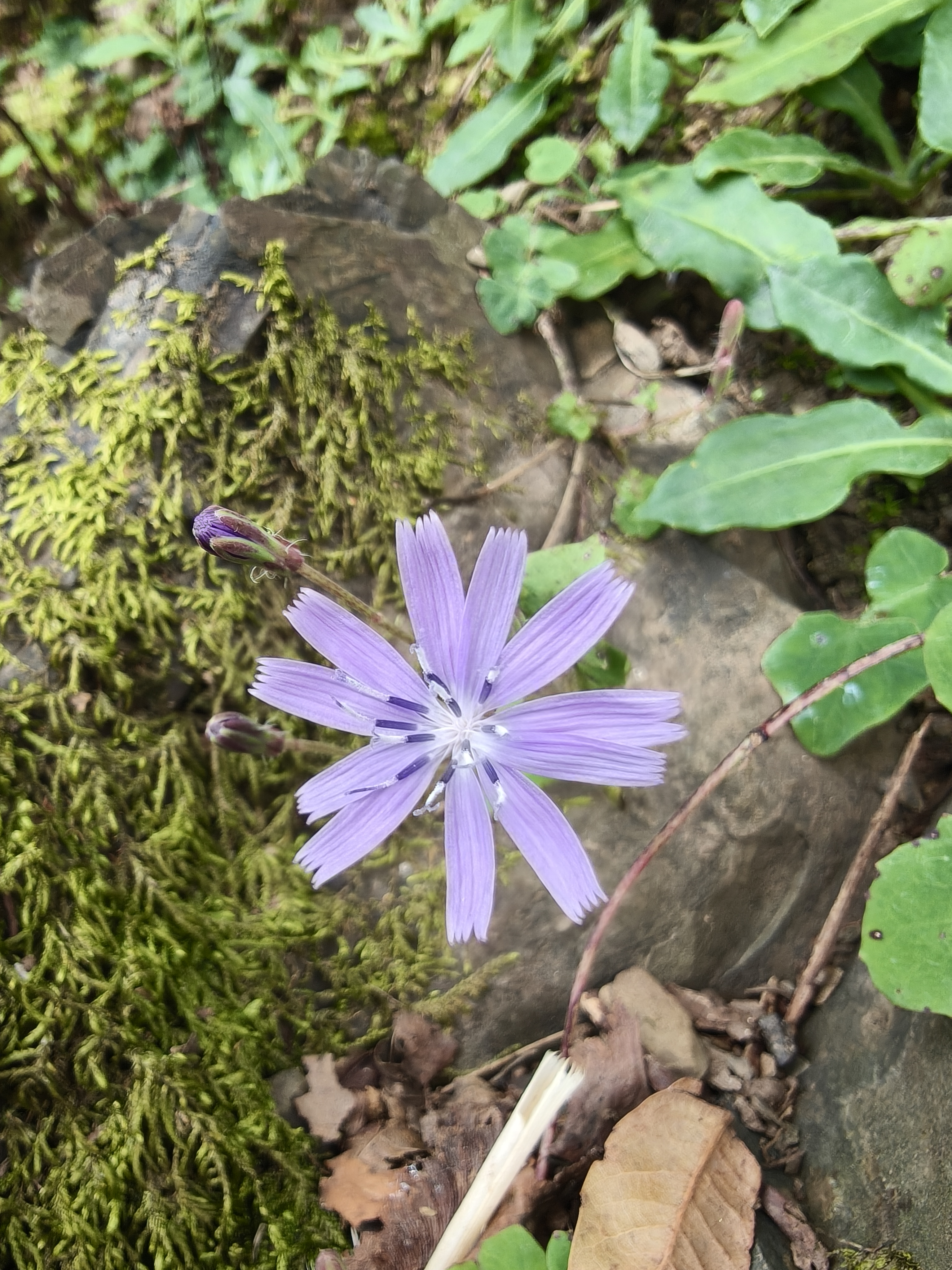 Found this fringed purple beauty blooming near the mossy roc