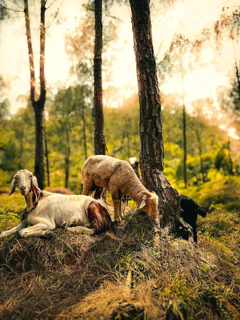 Peace is found where sheep graze and goats stand guard.