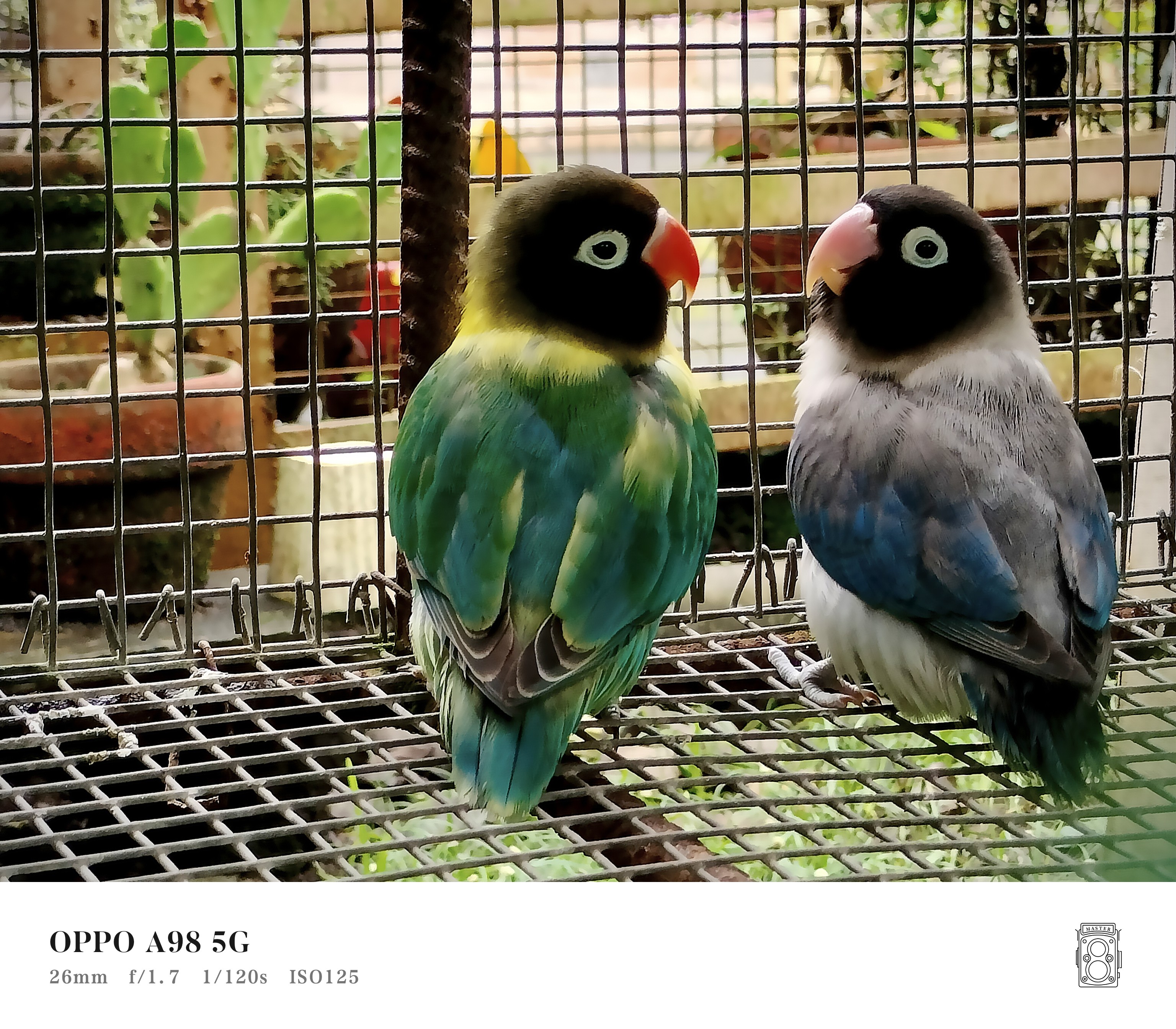 Love Birds are like humans in terms of Love. They only have