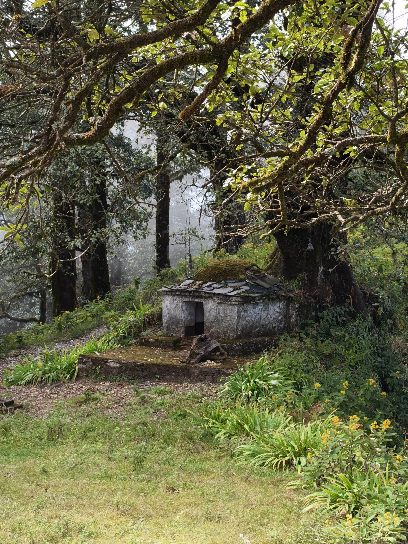 Naini Peak's tiny forest shrine: Looks like even the gods ap