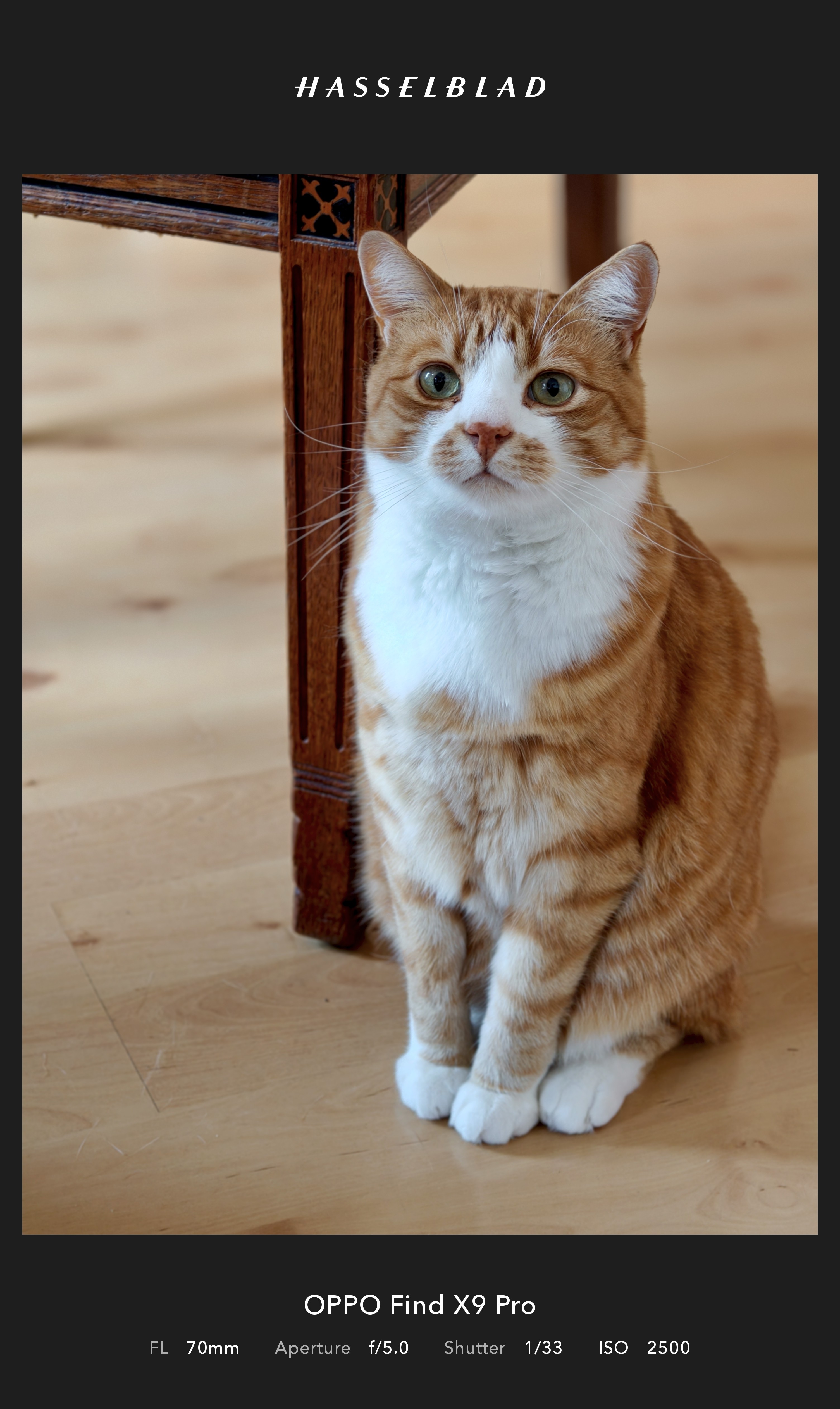 The Oppo Find X9 Pro has even cat eye detection and takes gr